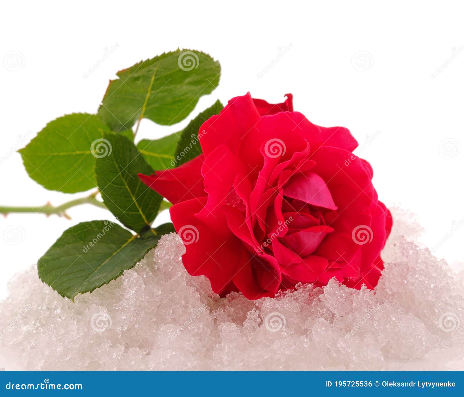 Rose and ice stock photo. Image of minimal, flower, nature - 195725536