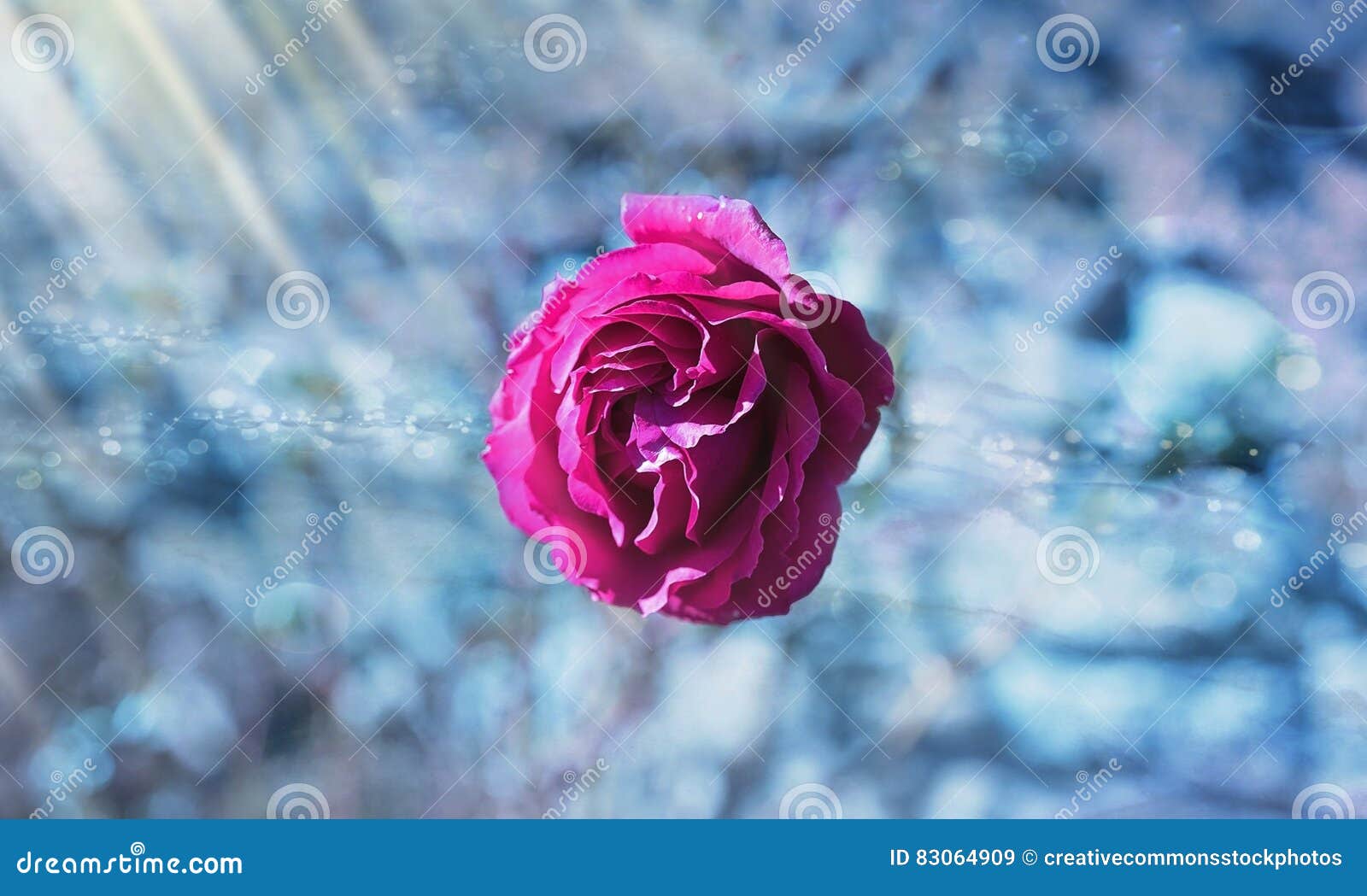 Rose In Ice Picture. Image: 83064909
