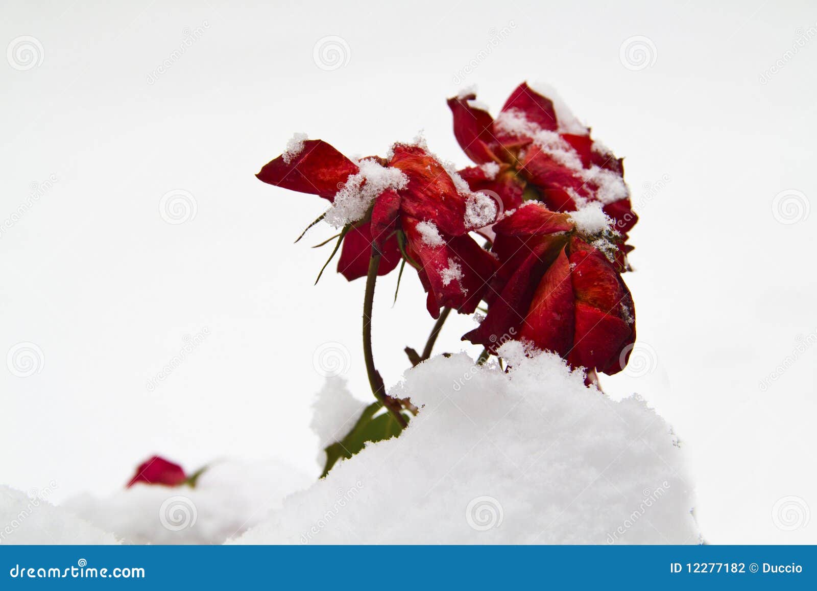 Rose im Schnee stockfoto. Bild von nave, winter, kalt - 12277182
