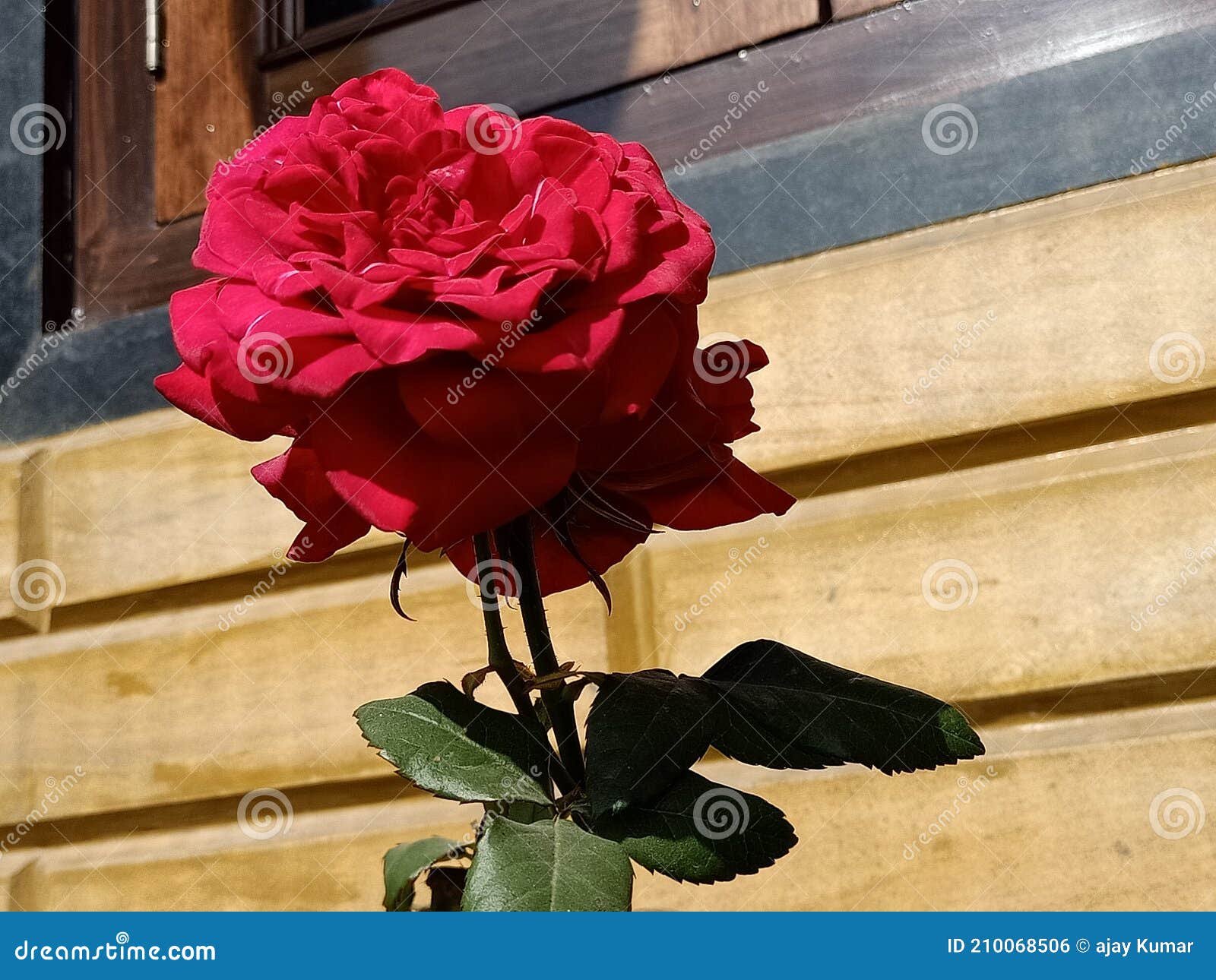 Rose Image Wallpaper, Rose Image Photography,rose Image for Screen ...