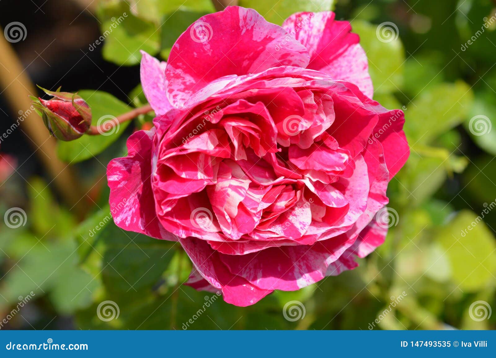 Rose Ines Stock Photos - Free & Royalty-Free Stock Photos from Dreamstime