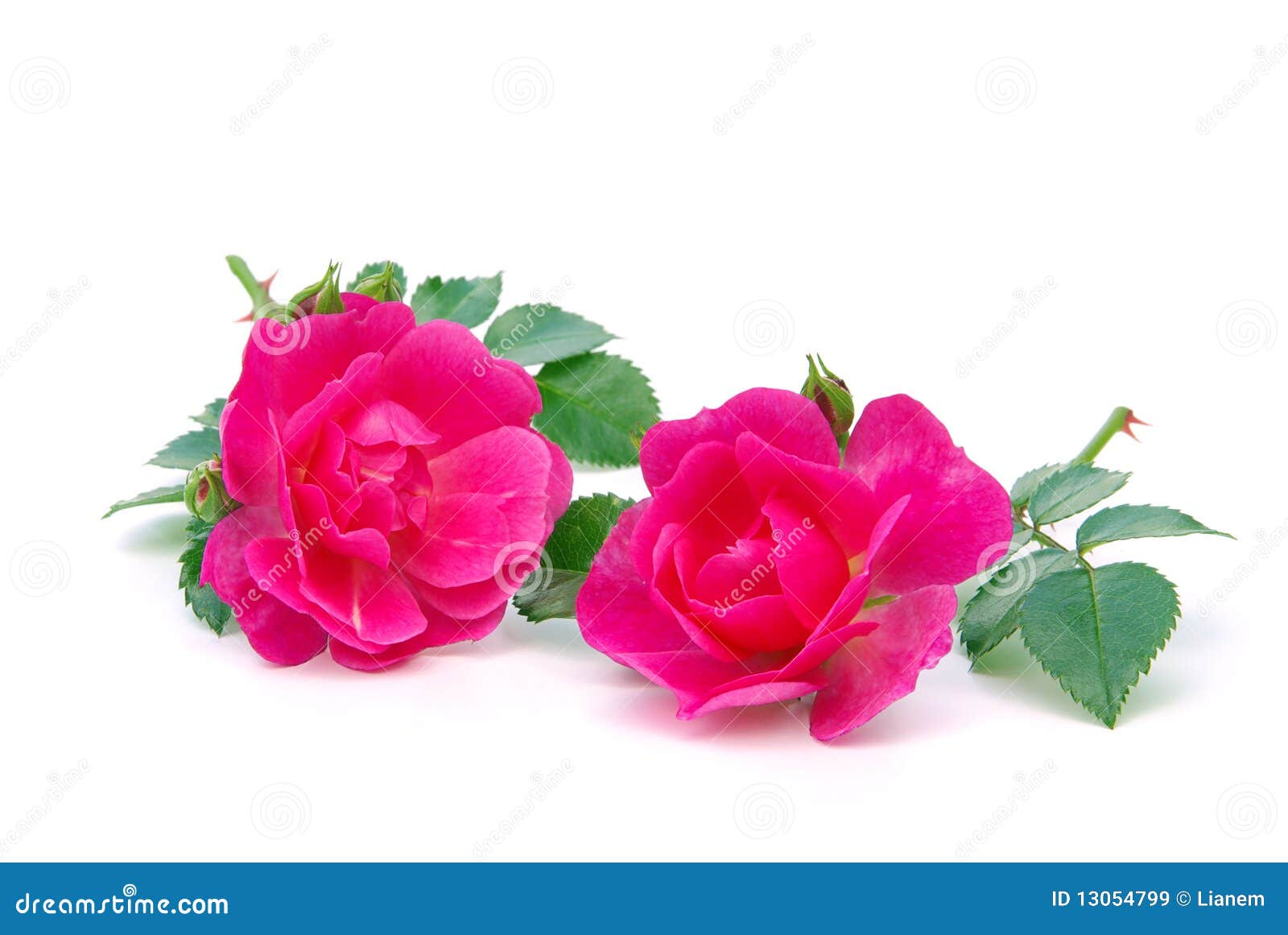 Rose isolated stock image. Image of blossom, floral, beauty - 13054799