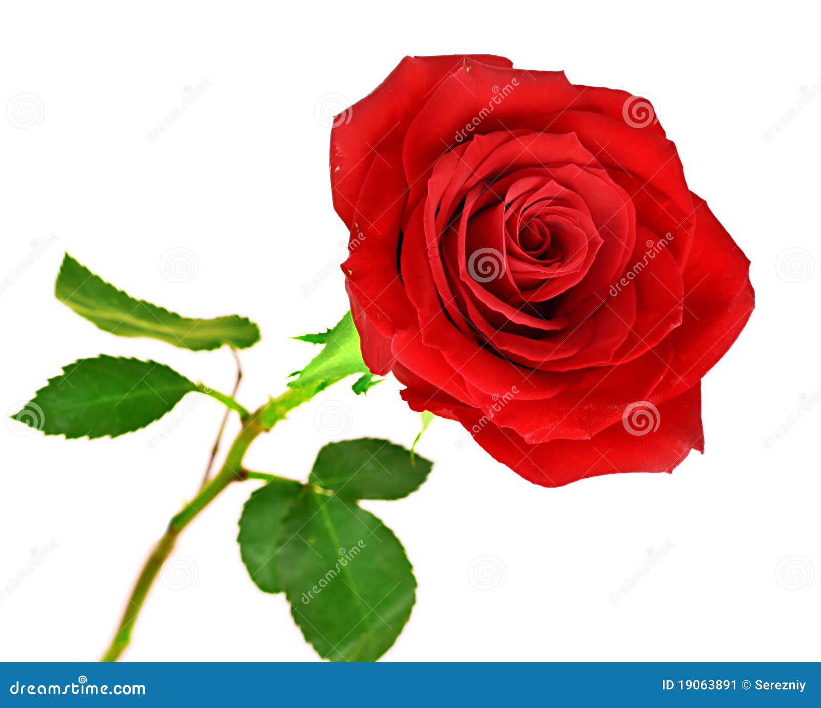 Rose isolated stock image. Image of isolated, bunch, bright - 19063891