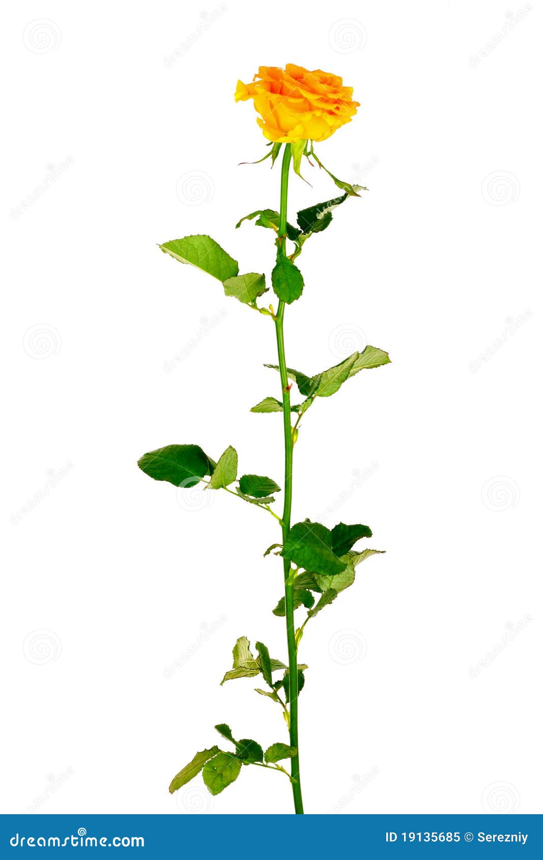 Rose isolated stock image. Image of object, isolated - 19135685