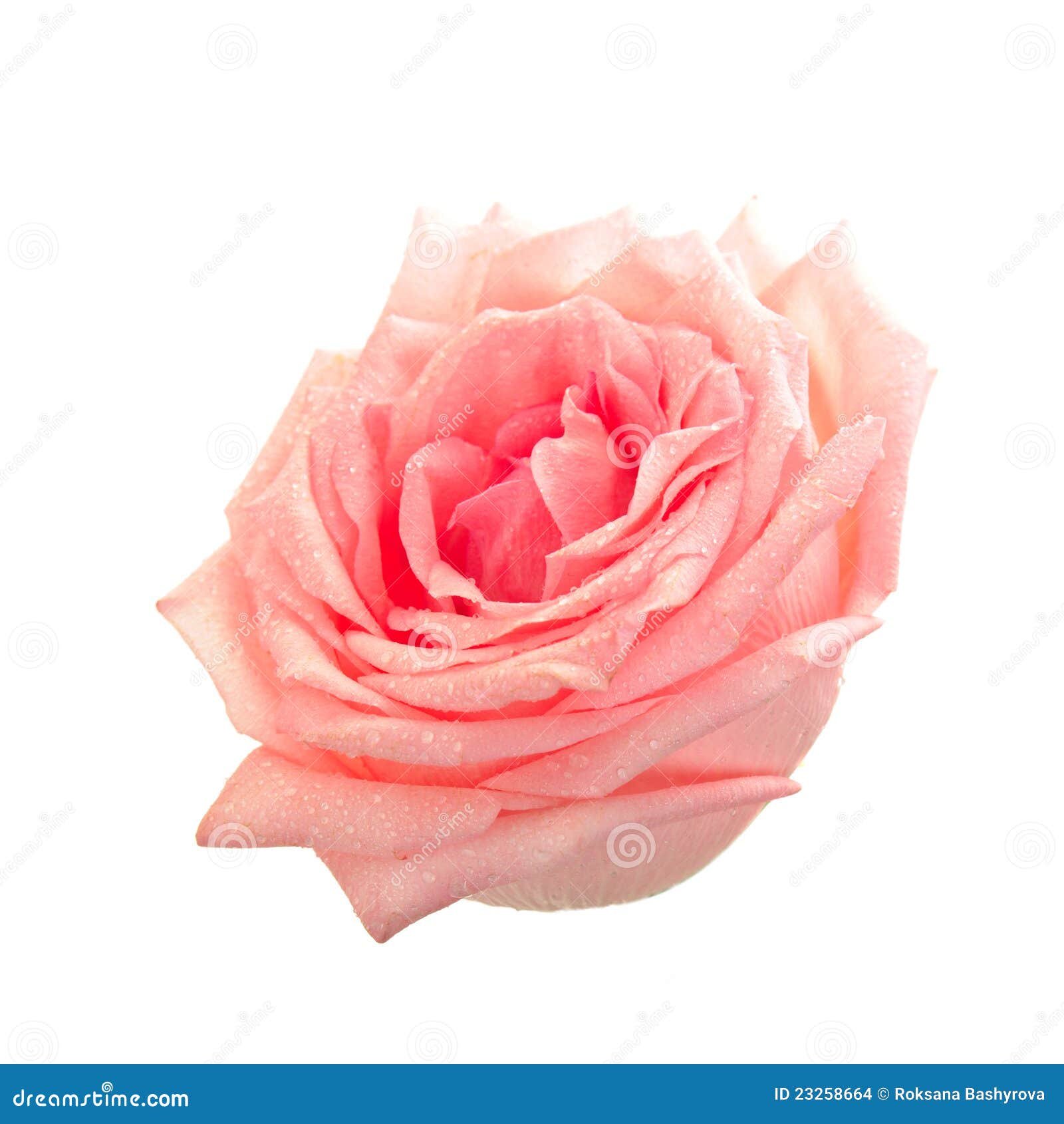 Rose isolated stock photo. Image of flora, nature, isolated - 23258664