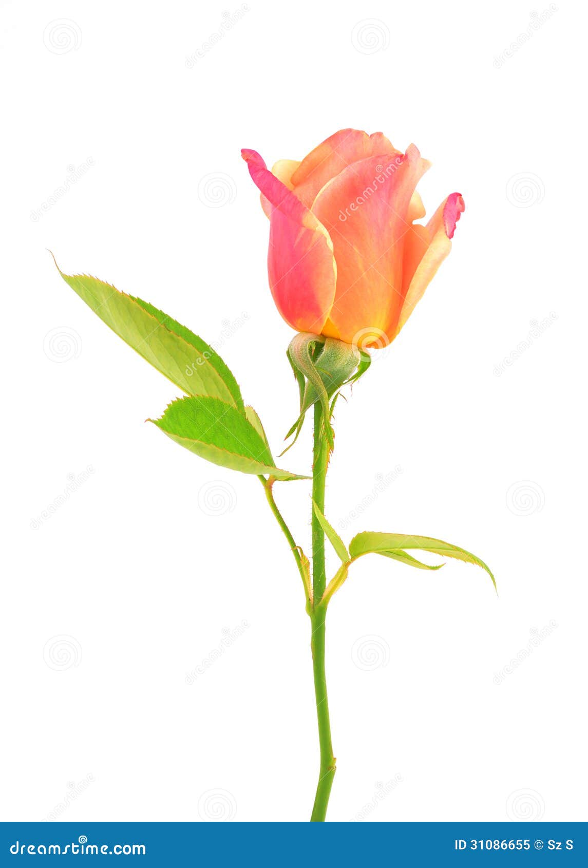Rose isolated stock image. Image of love, open, light - 31086655