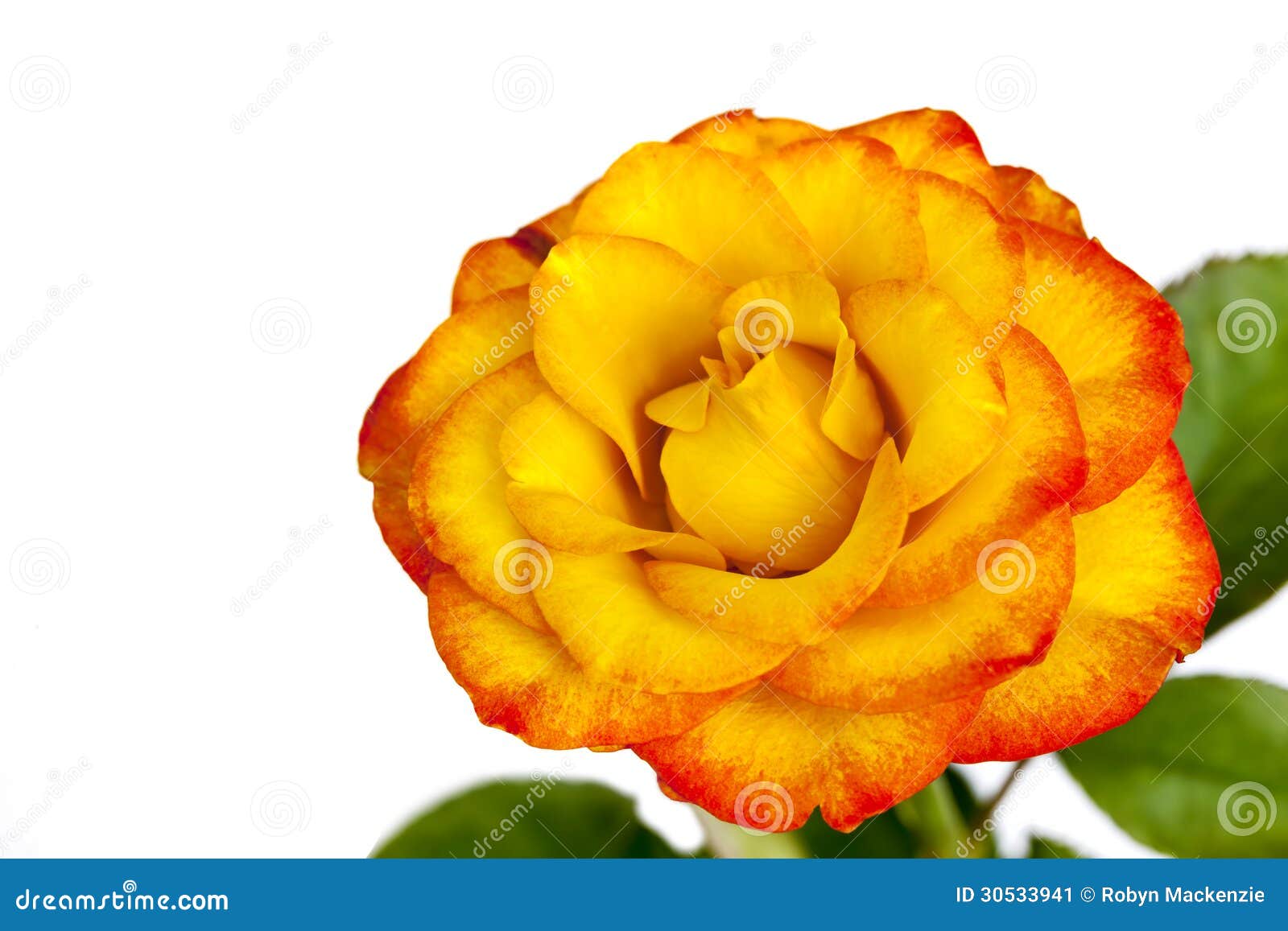 Rose Isolated Gialla E Rossa Immagine Stock - Immagine di pieno, giallo ...