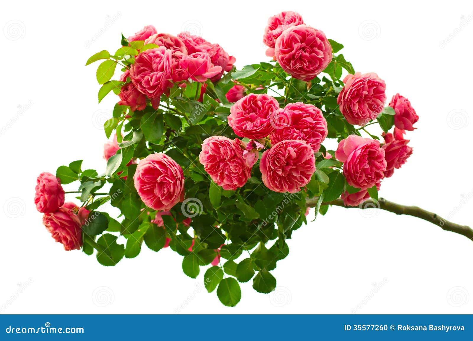 Rose isolated stock photo. Image of beautiful, elegant - 35577260