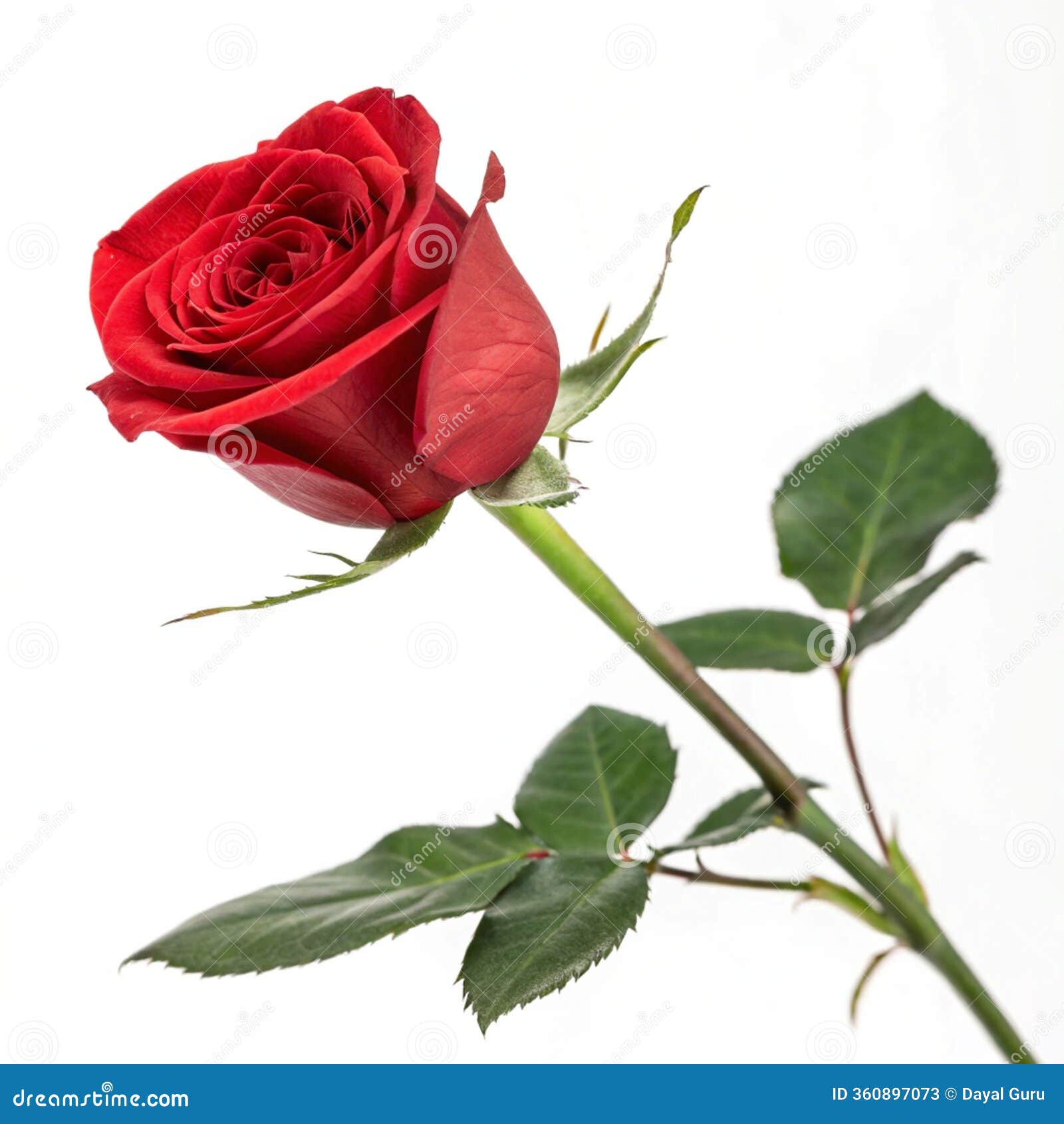Rose Isolated on Transparent Background Stock Illustration ...