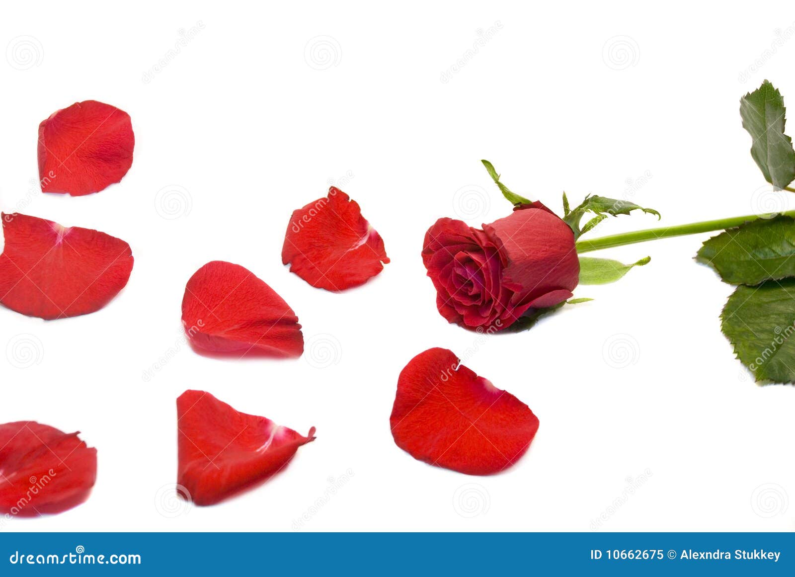 Rose isolated on white stock image. Image of rose, nature - 10662675