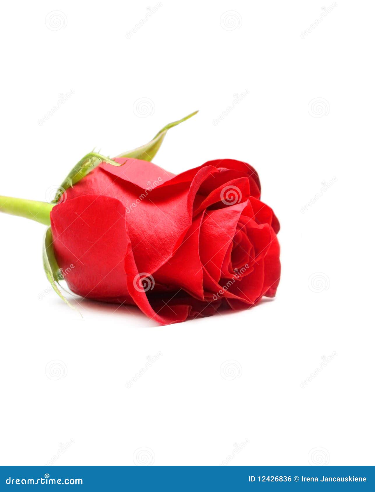 Rose isolated on white stock photo. Image of gift, symbol - 12426836