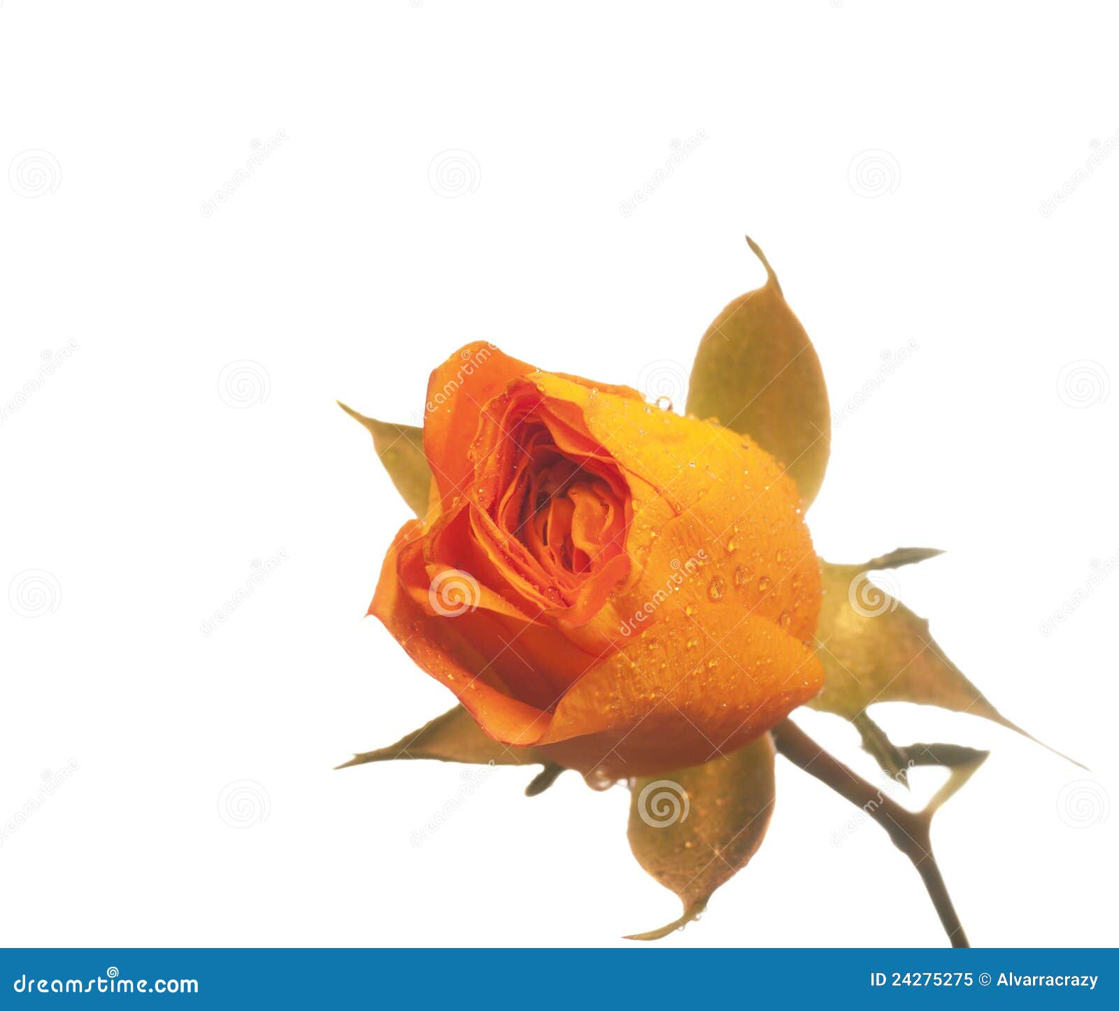 Rose isolated on white stock image. Image of isolated - 24275275