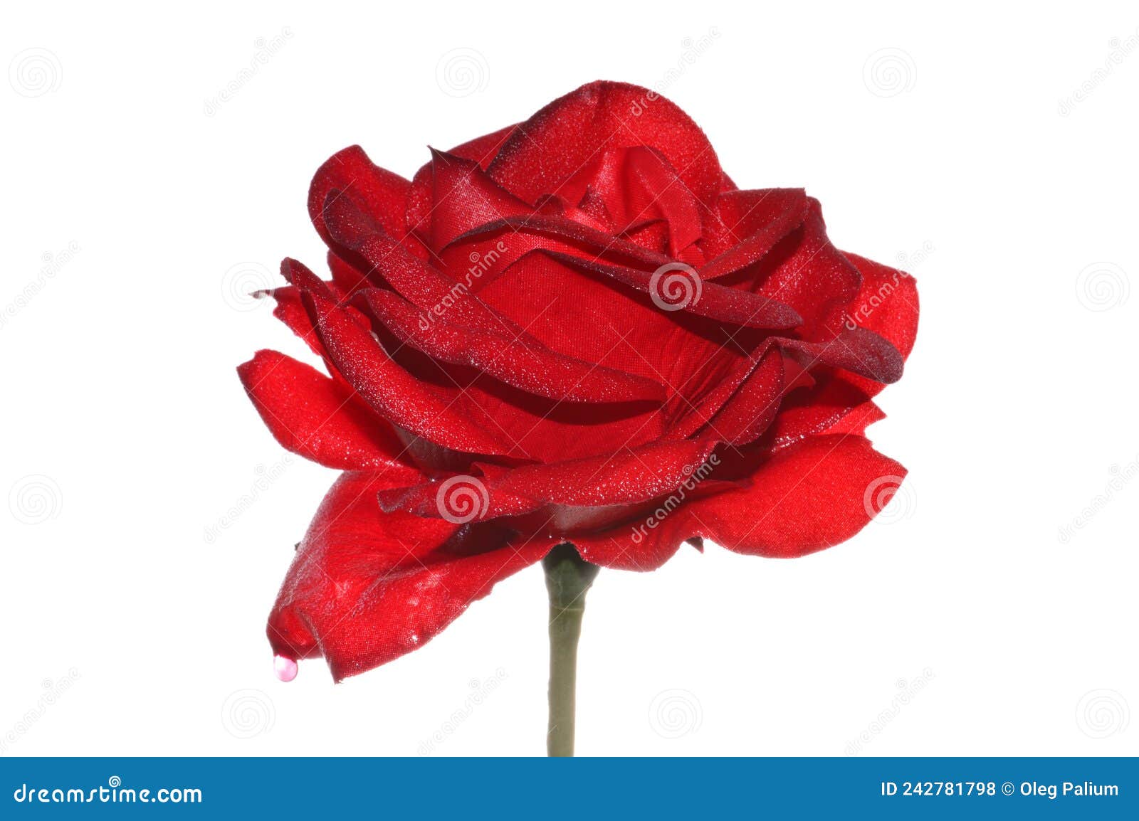 Rose Isolated on White Background Stock Photo - Image of gift, love ...