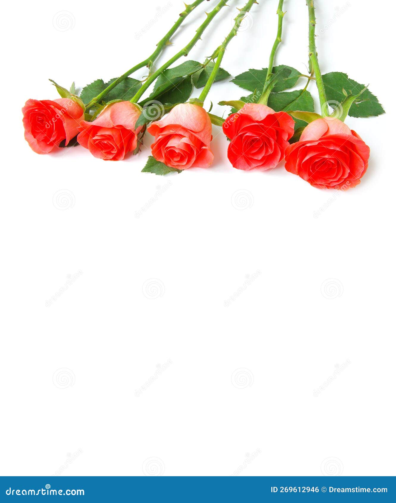 Rose isolated on white stock photo. Image of stem, rose - 269612946