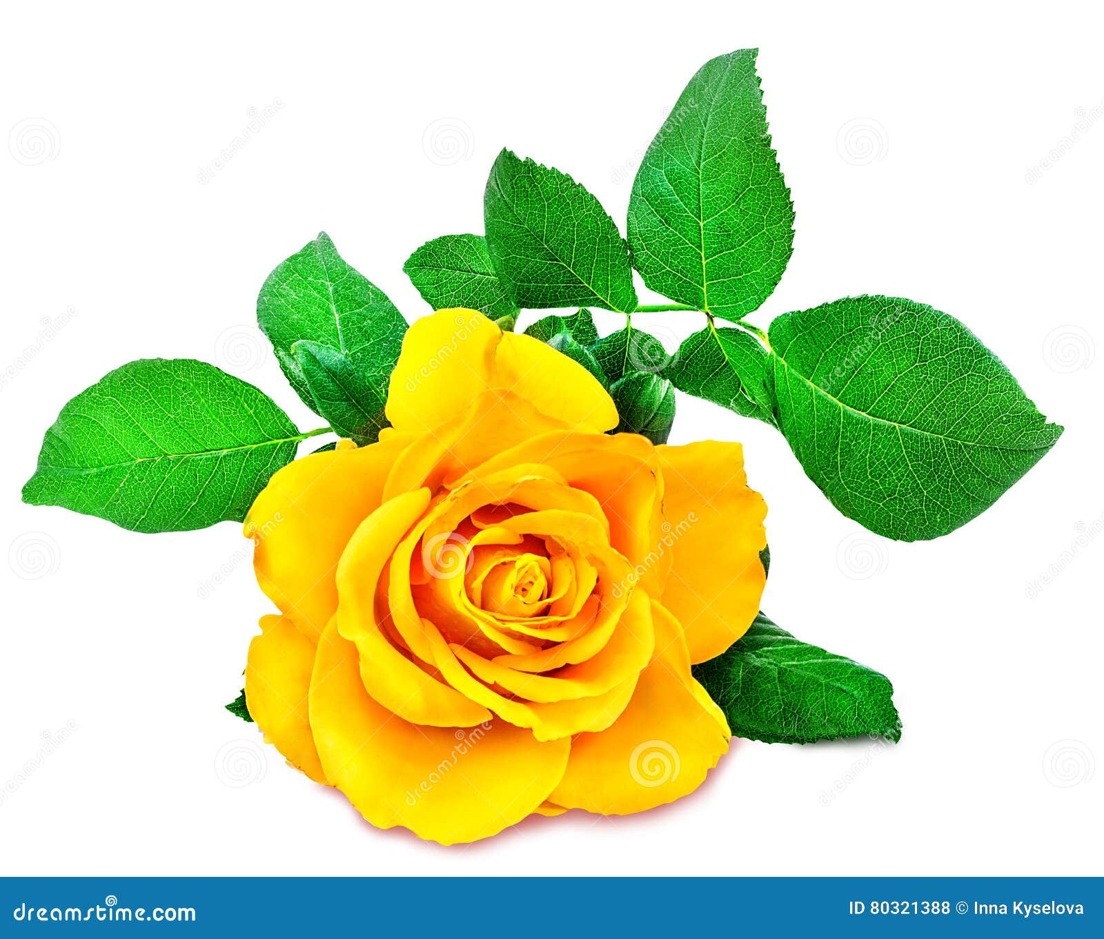 Rose isolated on the white stock photo. Image of beauty - 80321388