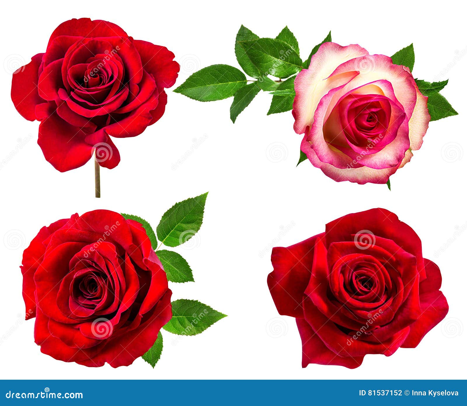 Rose isolated on the white stock photo. Image of green - 81537152