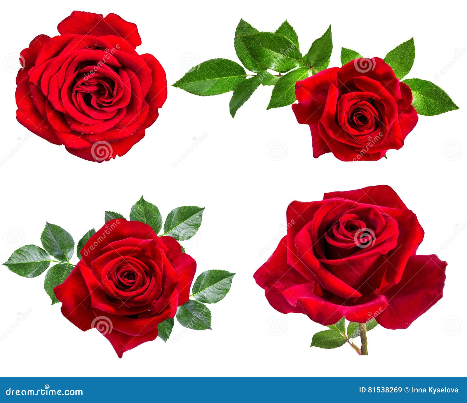 Rose isolated on the white stock image. Image of petal - 81538269