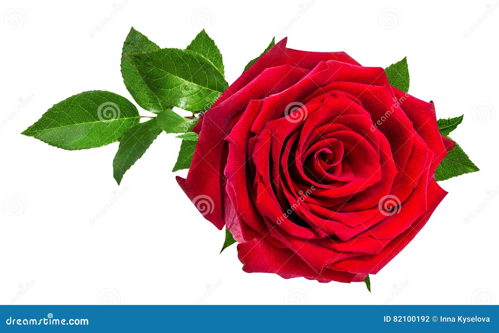 Rose isolated on the white stock photo. Image of plant - 82100192