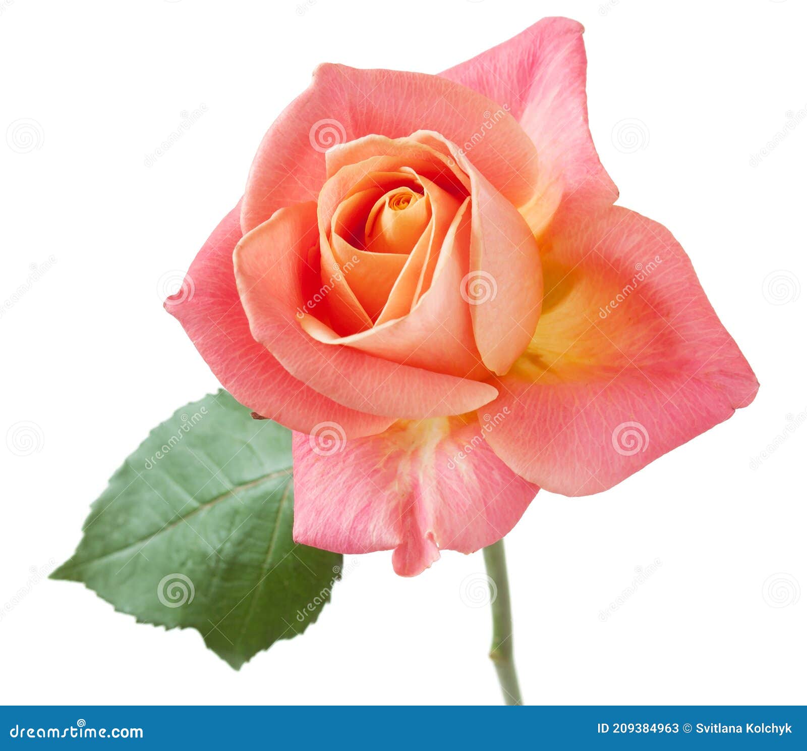 Rose Isolated on White Background Stock Image - Image of gift, love ...