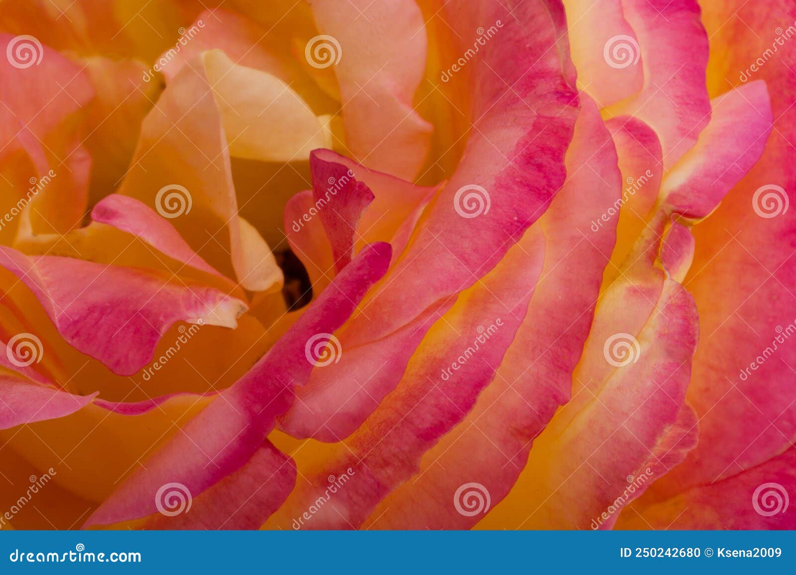 Garden Flower Rose Isolated Stock Photo - Image of spring, bloom: 250242680