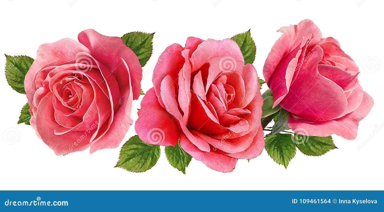 Rose isolated on white stock photo. Image of beauty - 109461564