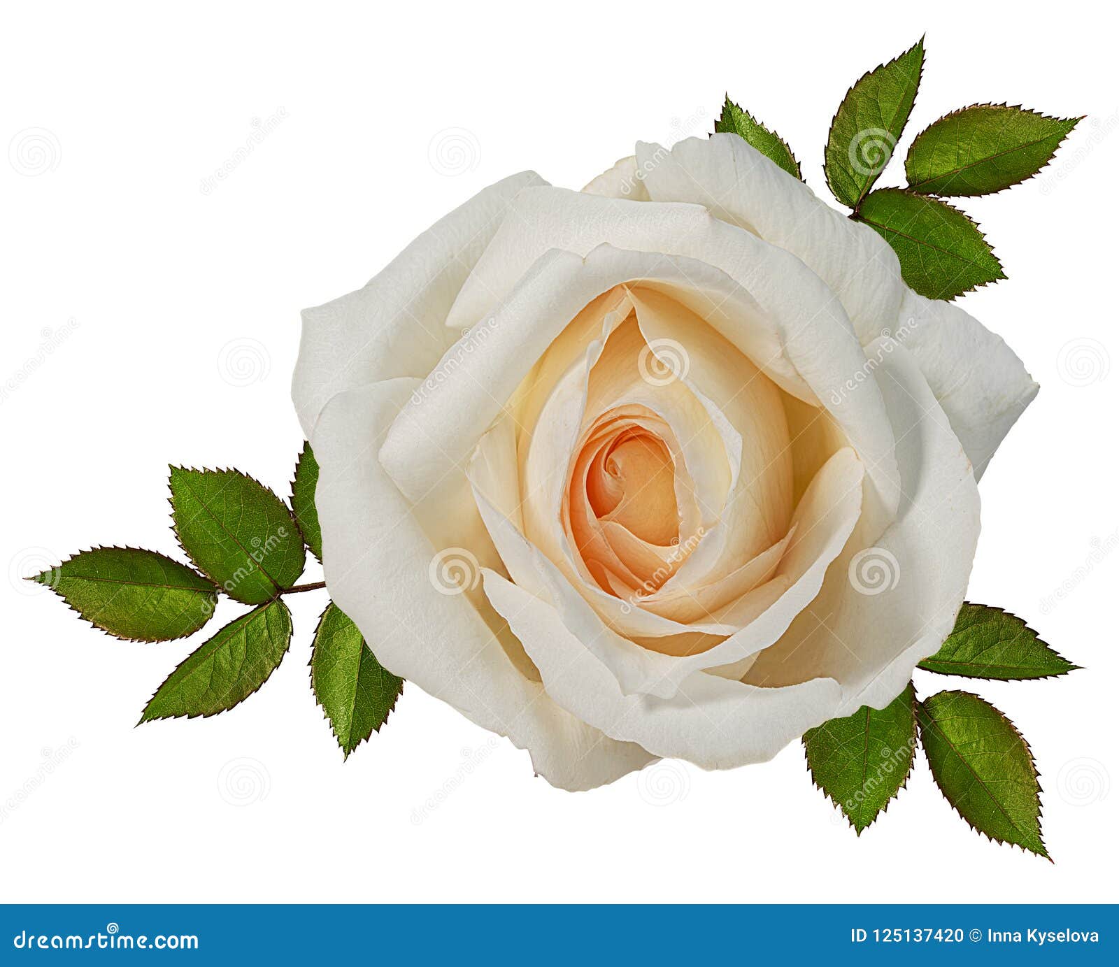 Rose isolated on white stock photo. Image of beauty - 125137420