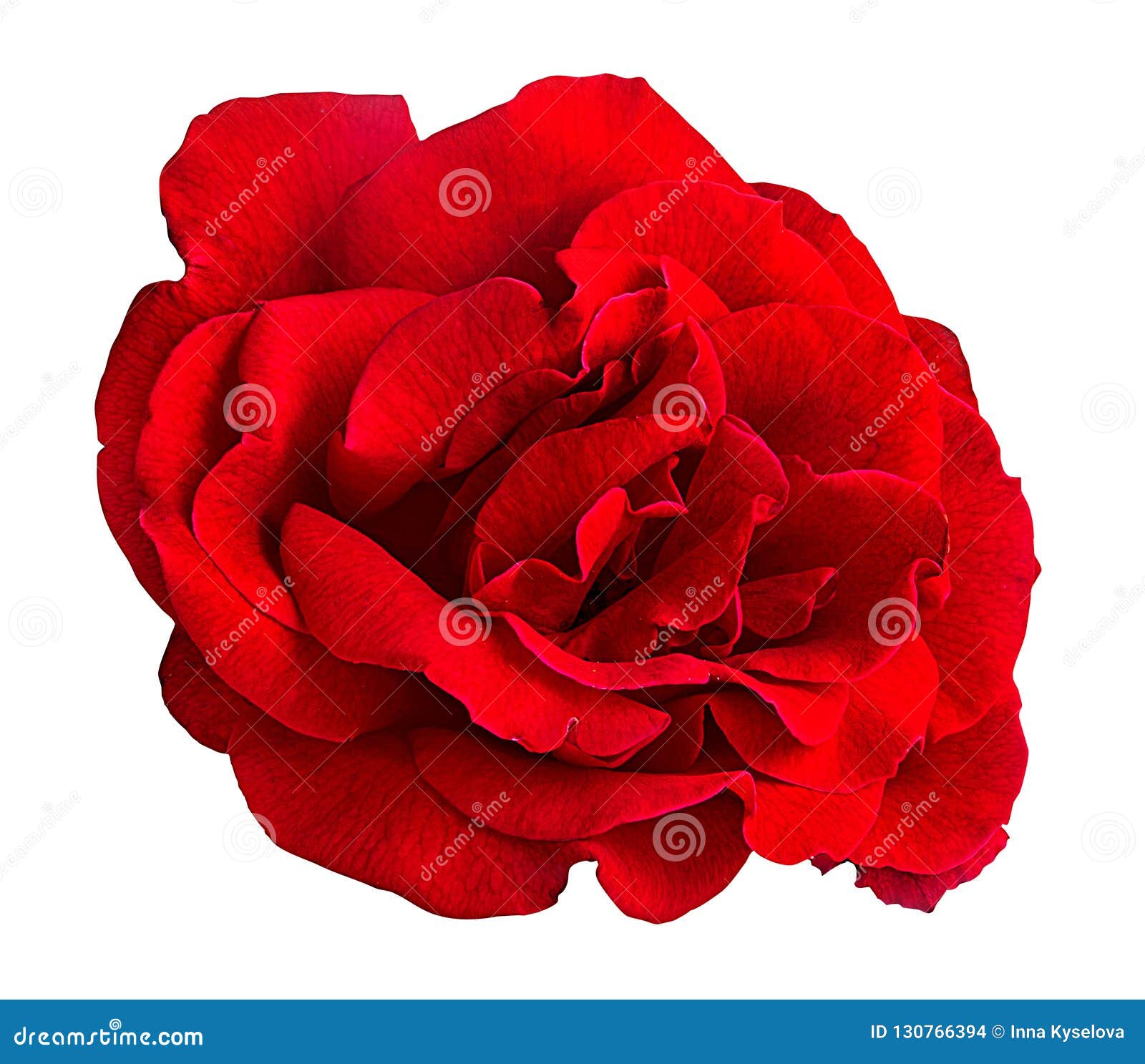 Rose isolated on white stock photo. Image of petal, plant - 130766394