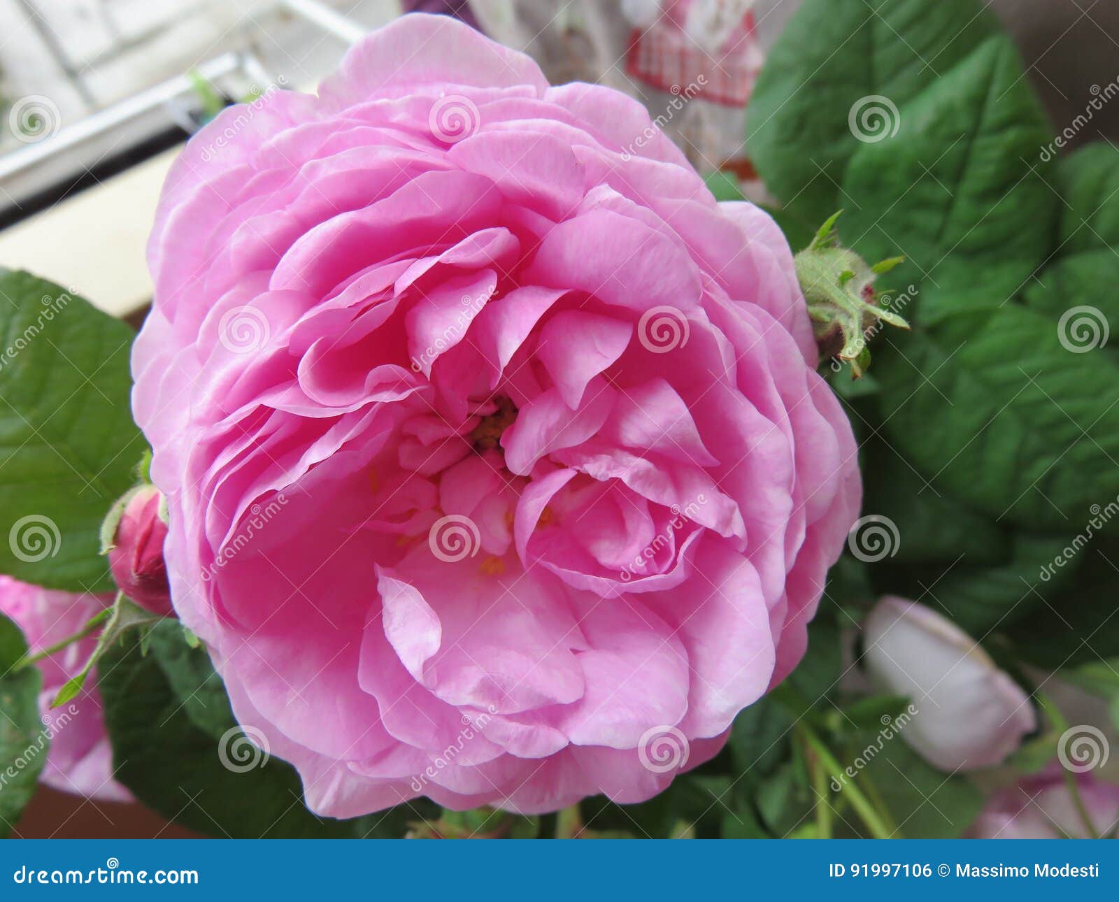 The Rose stock photo. Image of ancient, rose, bloom, blooms - 91997106