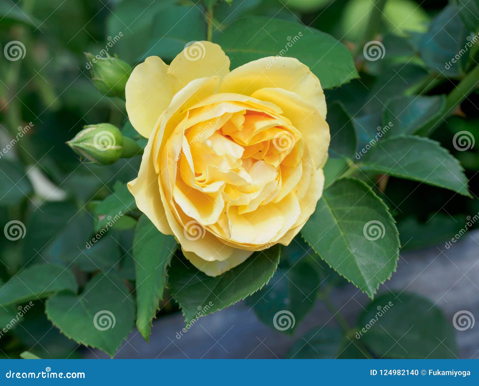 Rose in Japan stock photo. Image of plant, space, environment - 124982140