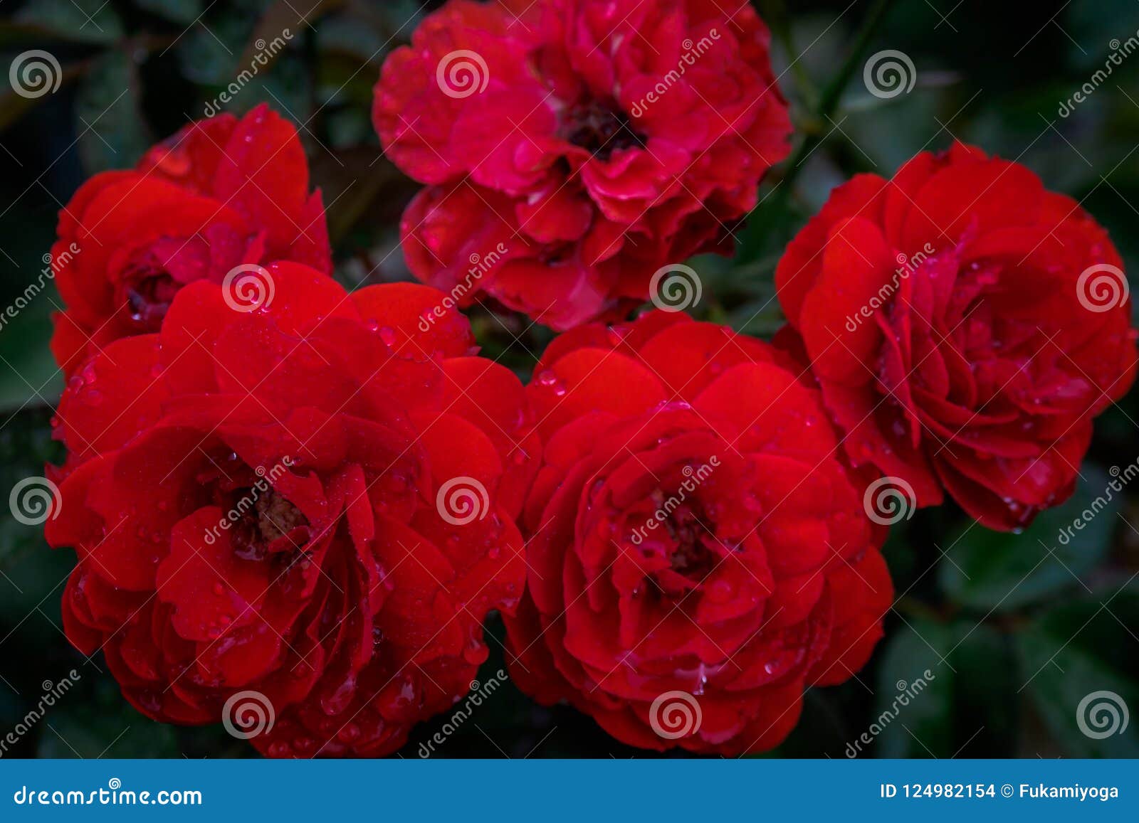 Rose in Japan stock photo. Image of japan, flowerbed - 124982154