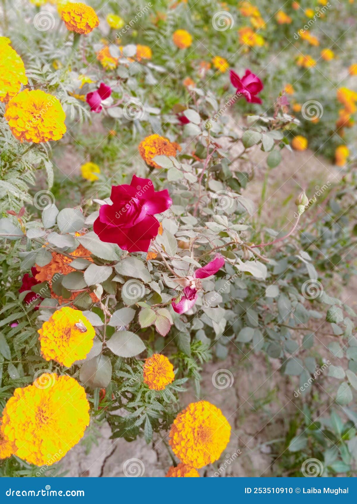 Rose king of flowers stock photo. Image of king, rose - 253510910