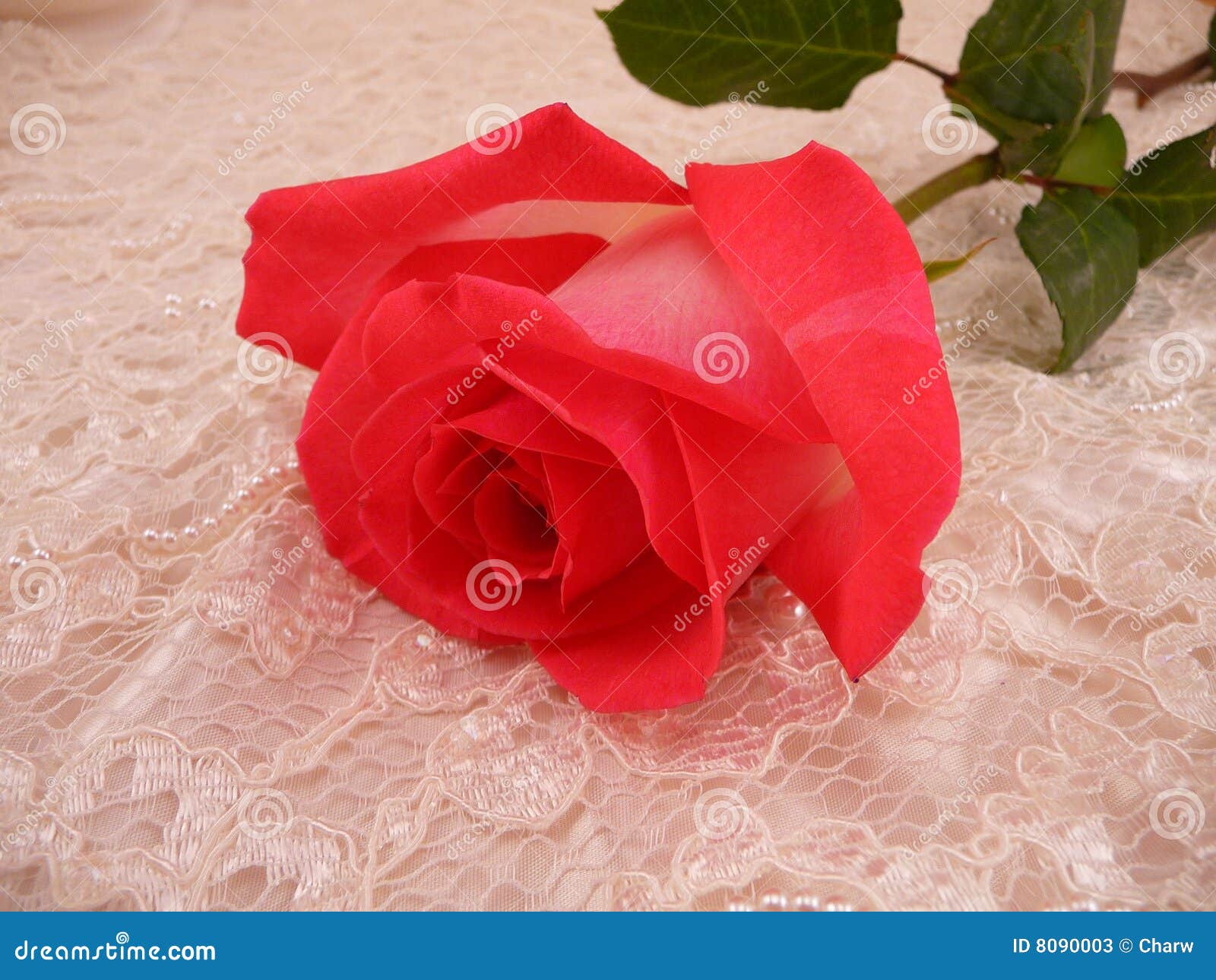 Rose and Lace stock image. Image of rose, white, flower - 8090003