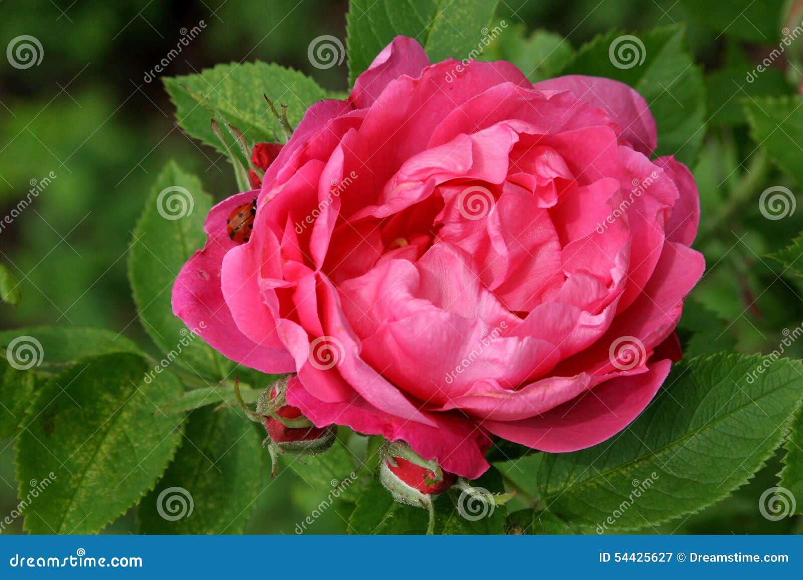 Rose and ladybird stock image. Image of bloom, garden - 54425627
