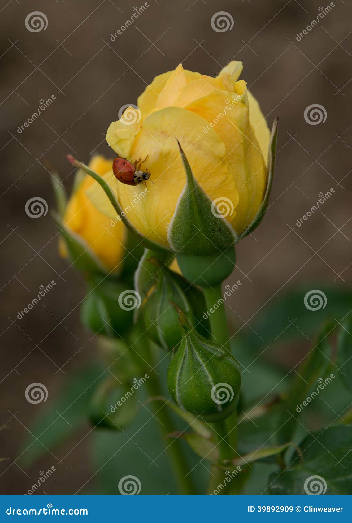 Rose and Ladybug stock image. Image of stem, flowers - 39892909