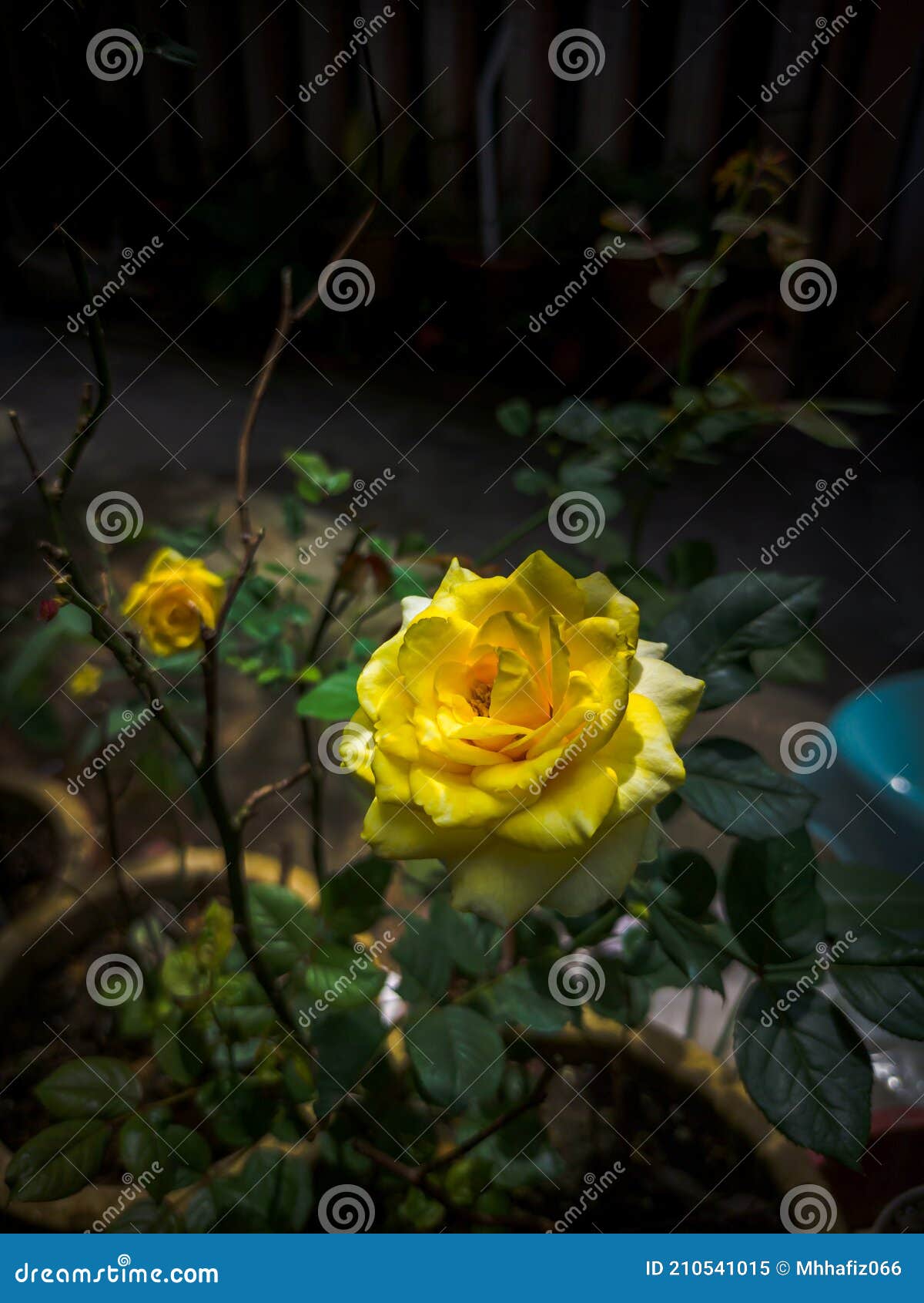 Rose Landora is Most Beautiful Yellow Rose Stock Image - Image of rose ...