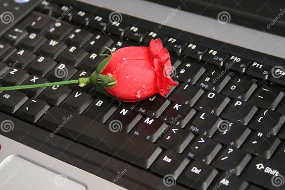 ROSE on a LAPTOP stock image. Image of cyber, glass, function - 1370279