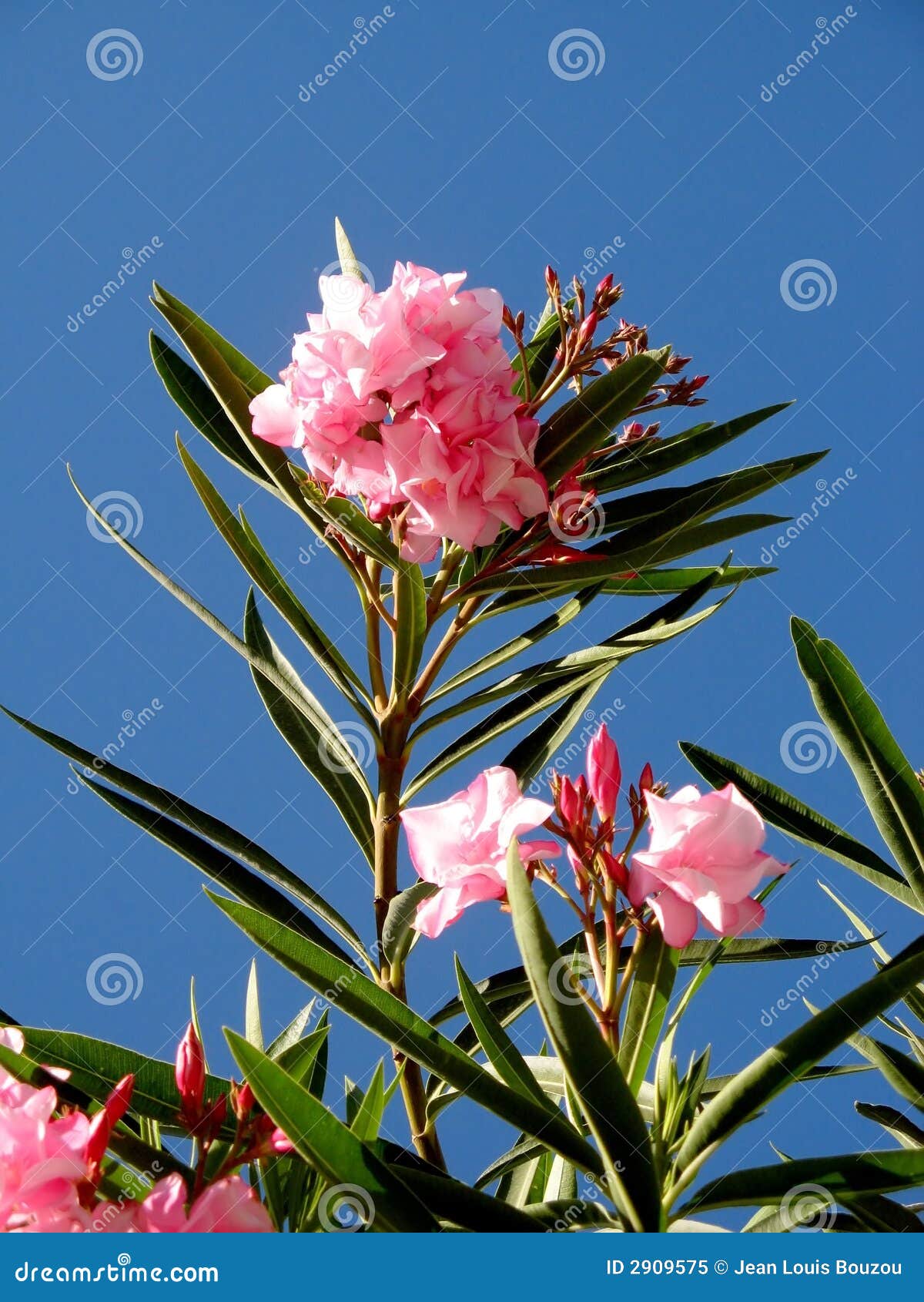 Rose laurel stock image. Image of summer, laurel, pink - 2909575