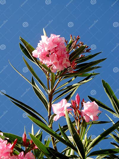 Rose laurel stock image. Image of summer, laurel, pink - 2909575