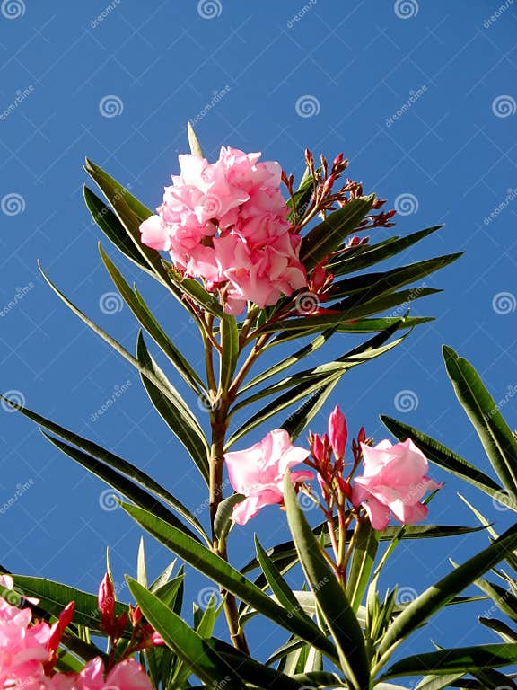 Rose laurel stock image. Image of summer, laurel, pink - 2909575