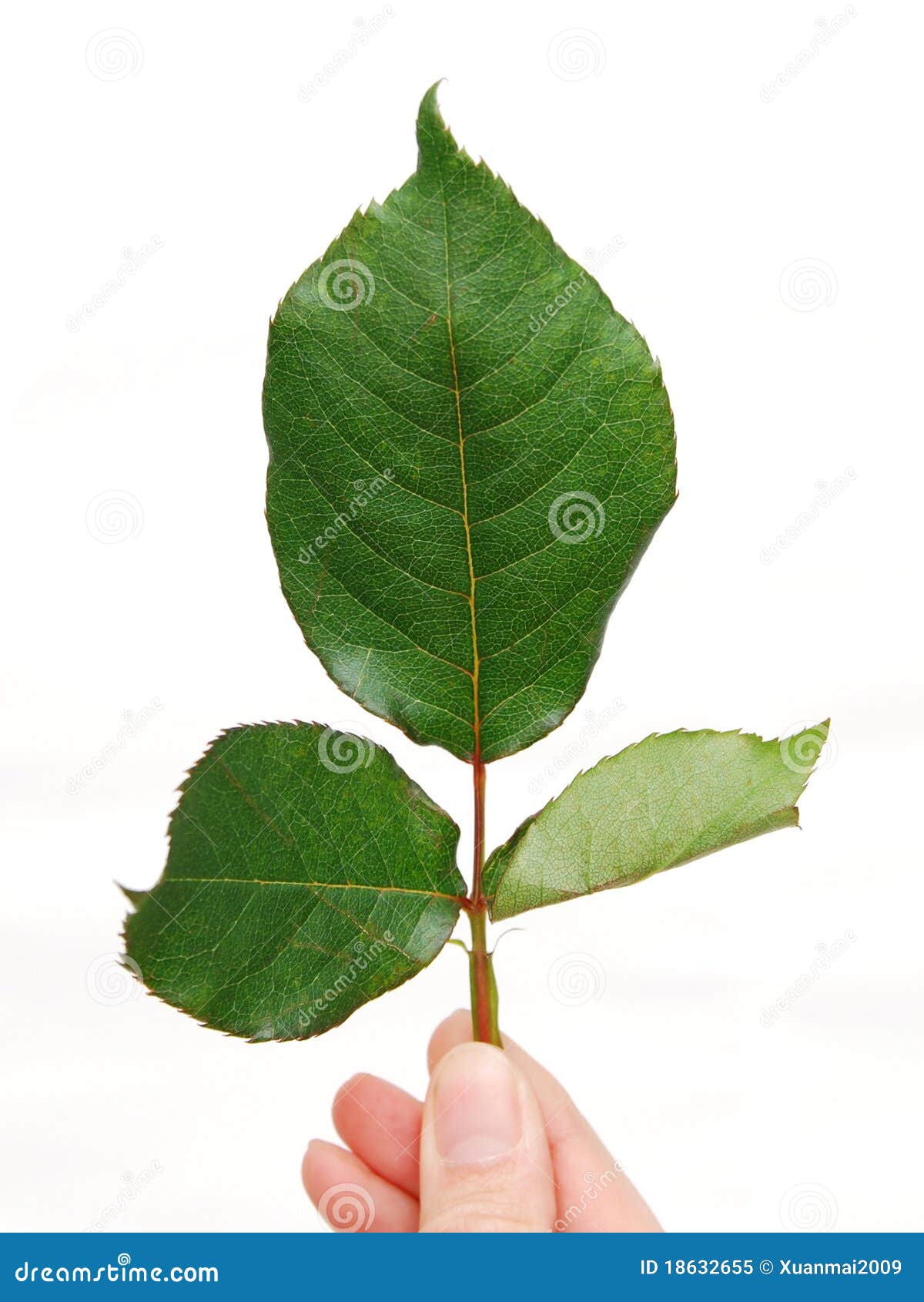 Rose Leaf And Nature,Rose Leaves, Basil Leaf And Oak Leaf Royalty-Free ...