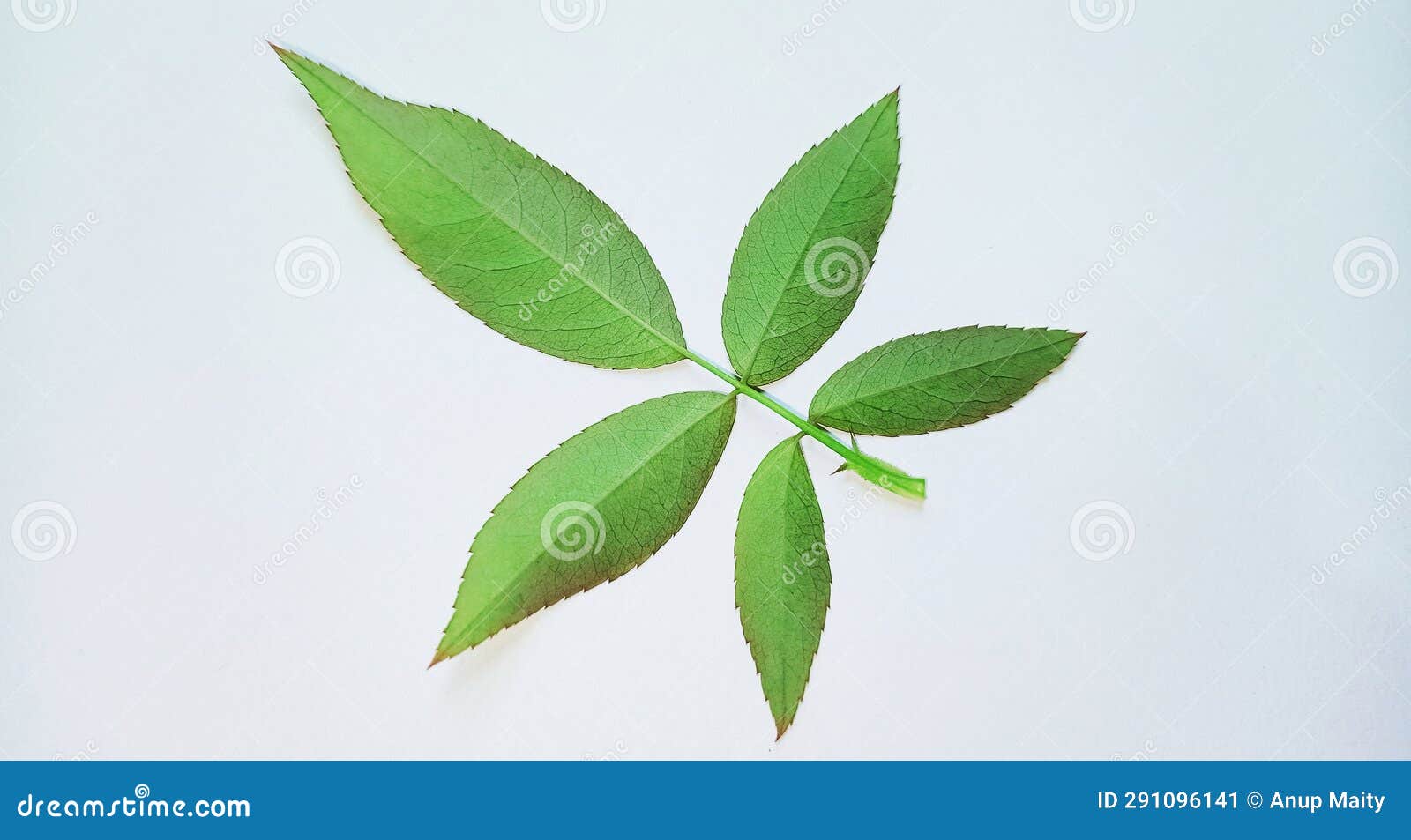 Rose leaf back side stock image. Image of rose, background - 291096141