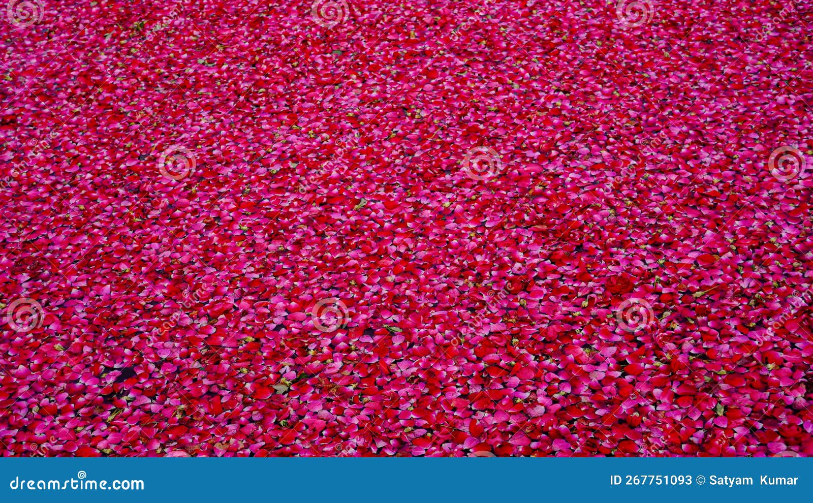 Rose Leaf Background Hd Texture Stock Image - Image of selected ...