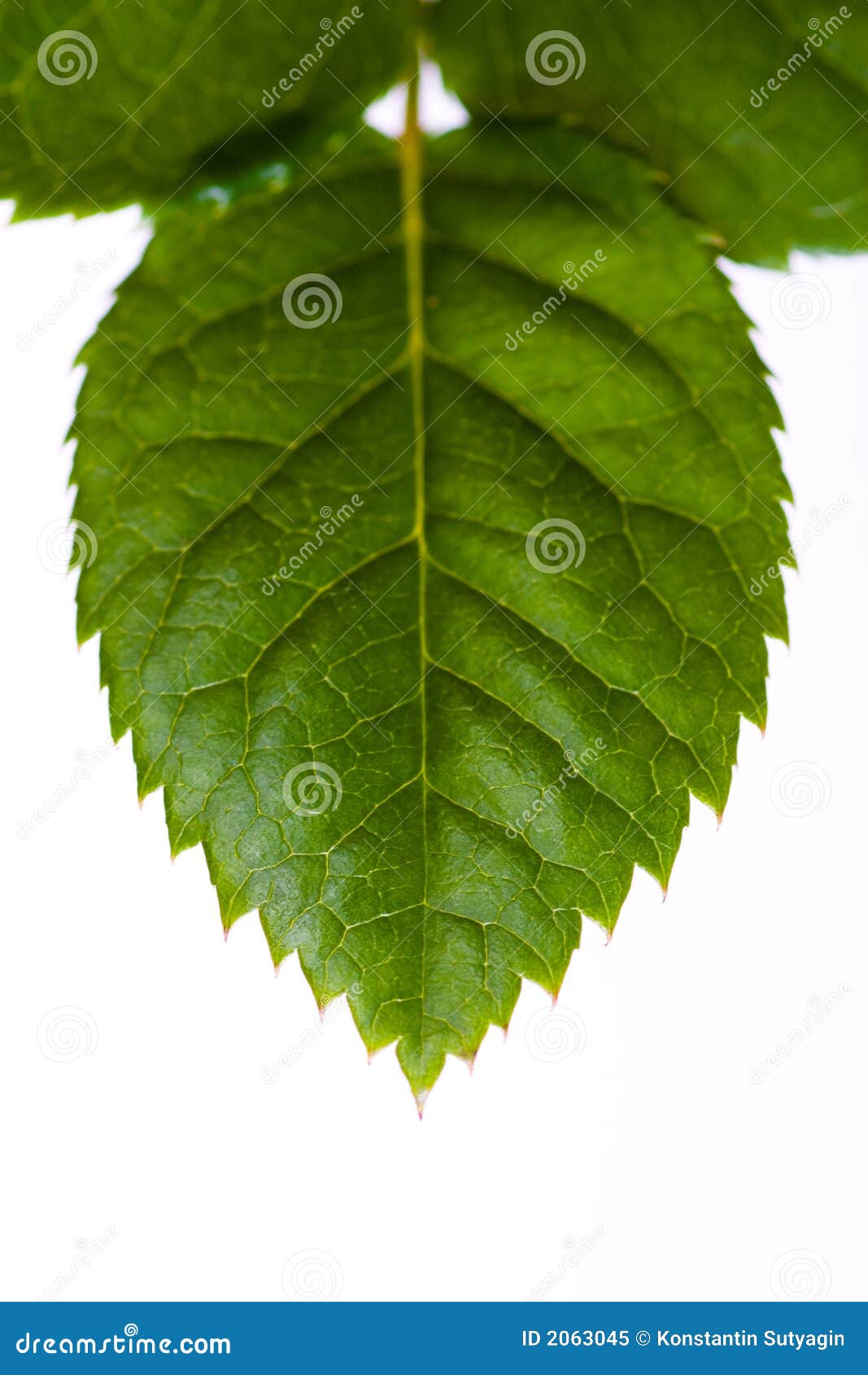 Rose Leaf Close-Up stock image. Image of shape, symmetrical - 2063045