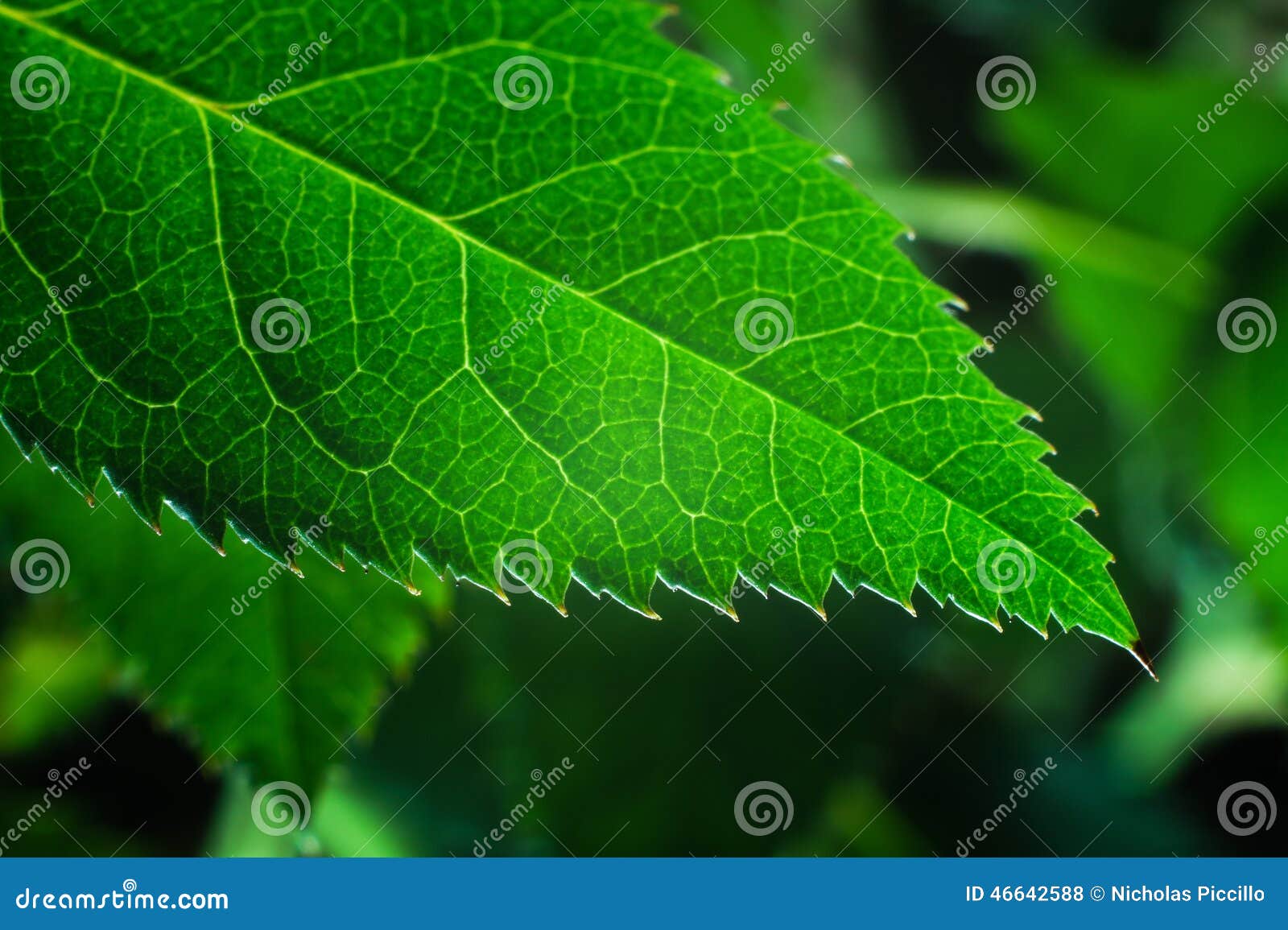 Rose Leaf Close-up stock photo. Image of growth, spring - 46642588