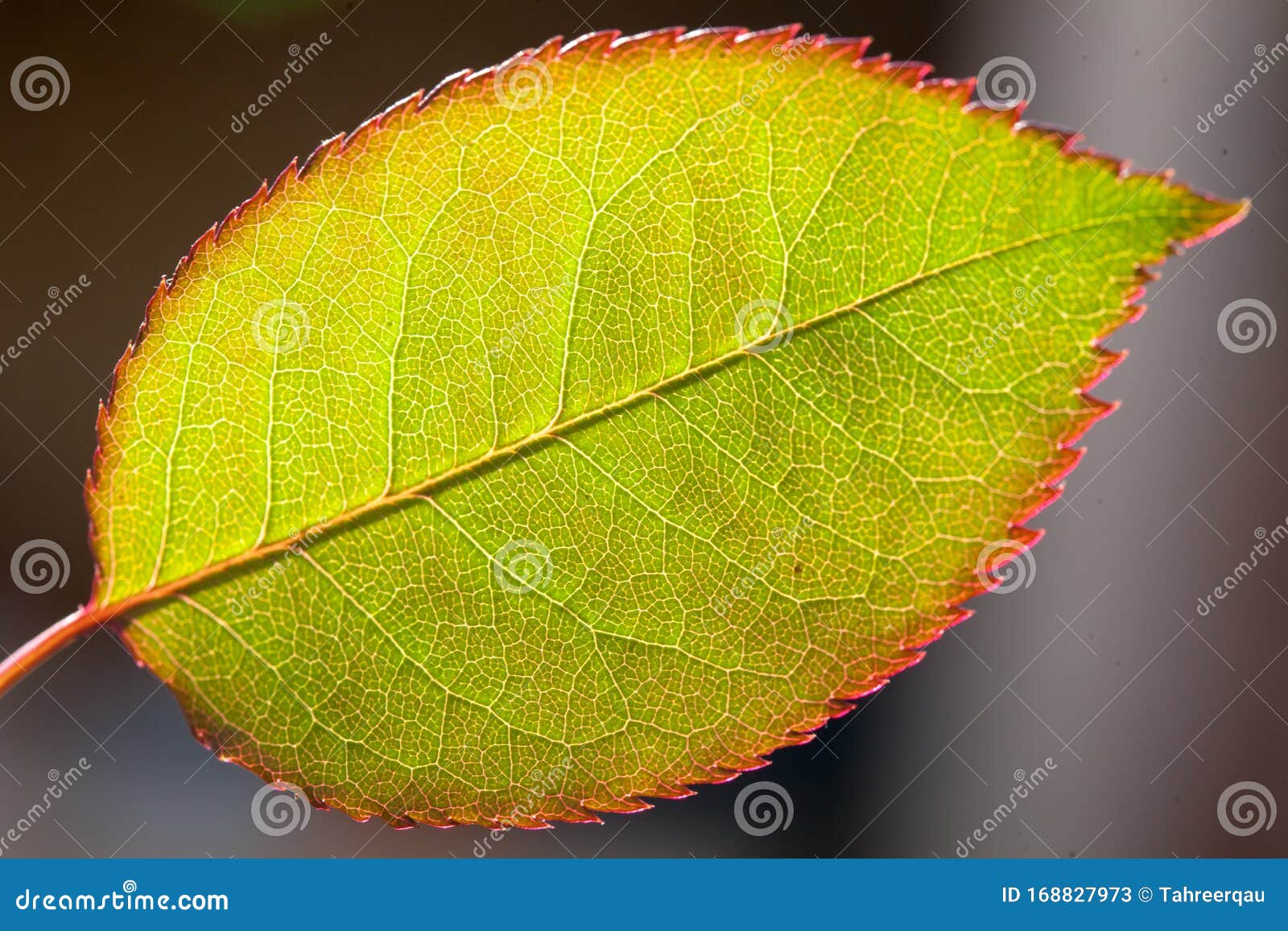 Rose leaf closeup stock image. Image of backlit, veins - 168827973