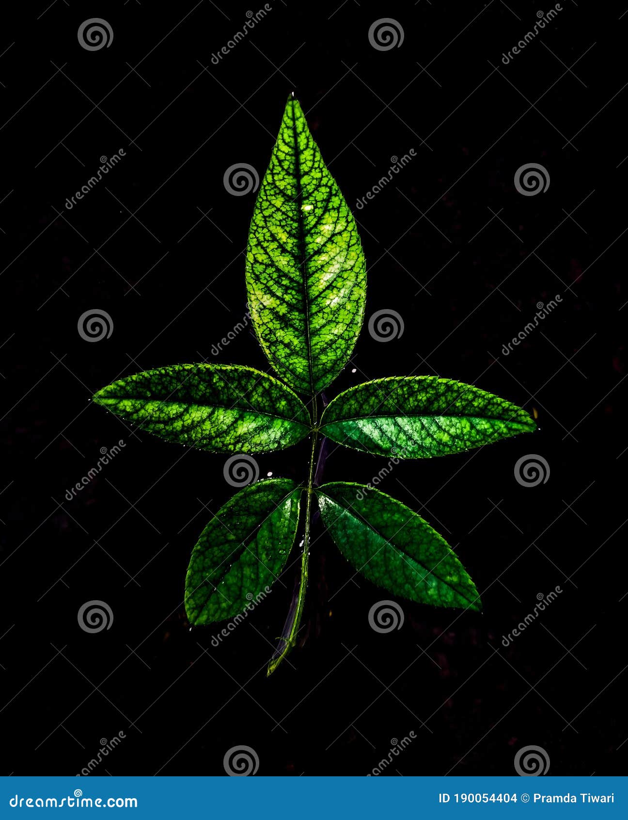 Rose Leaf Compound Five Petal Isolated in Black Background Stock ...