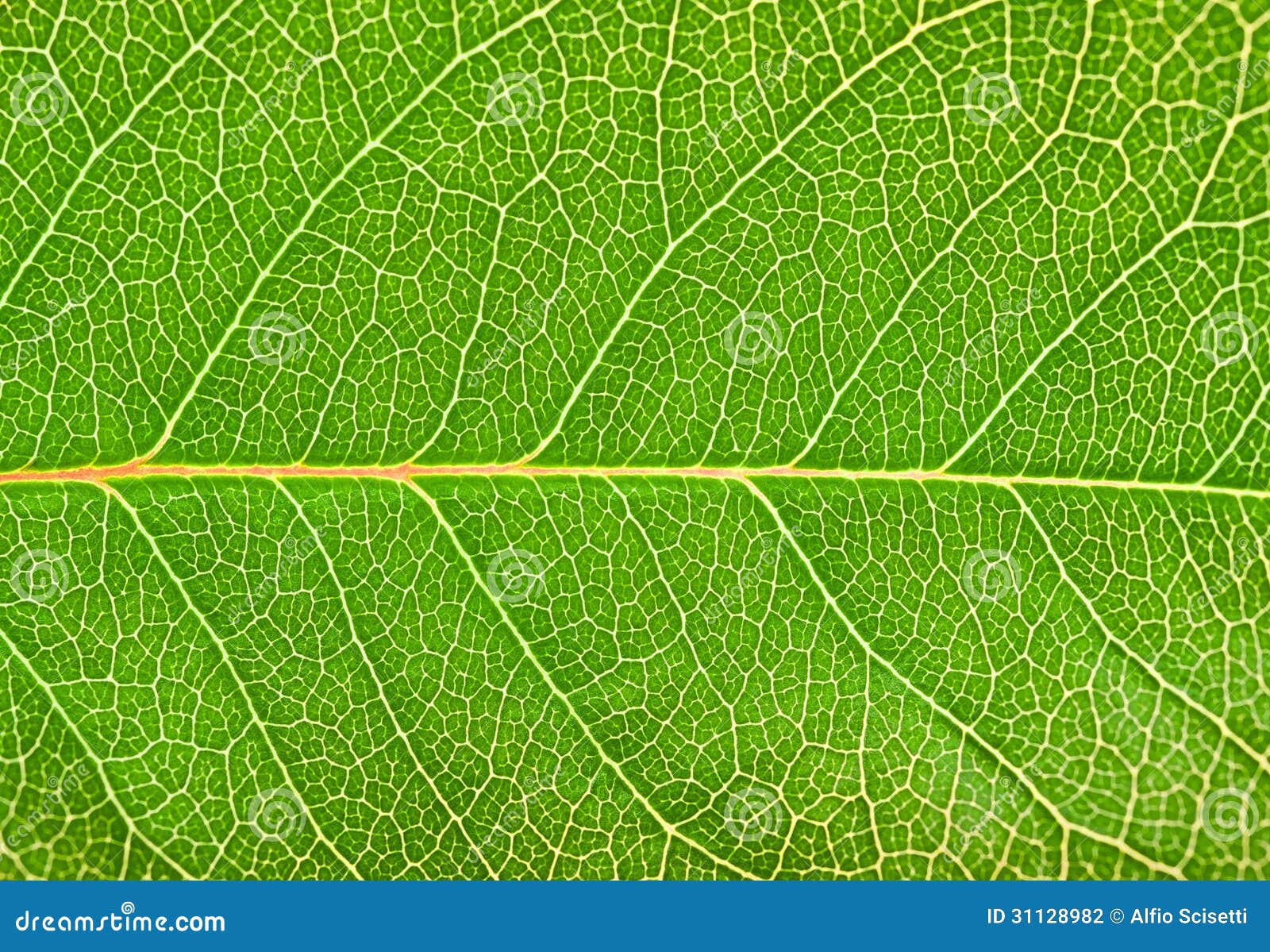 Rose leaf stock photo. Image of background, details, botany - 31128982