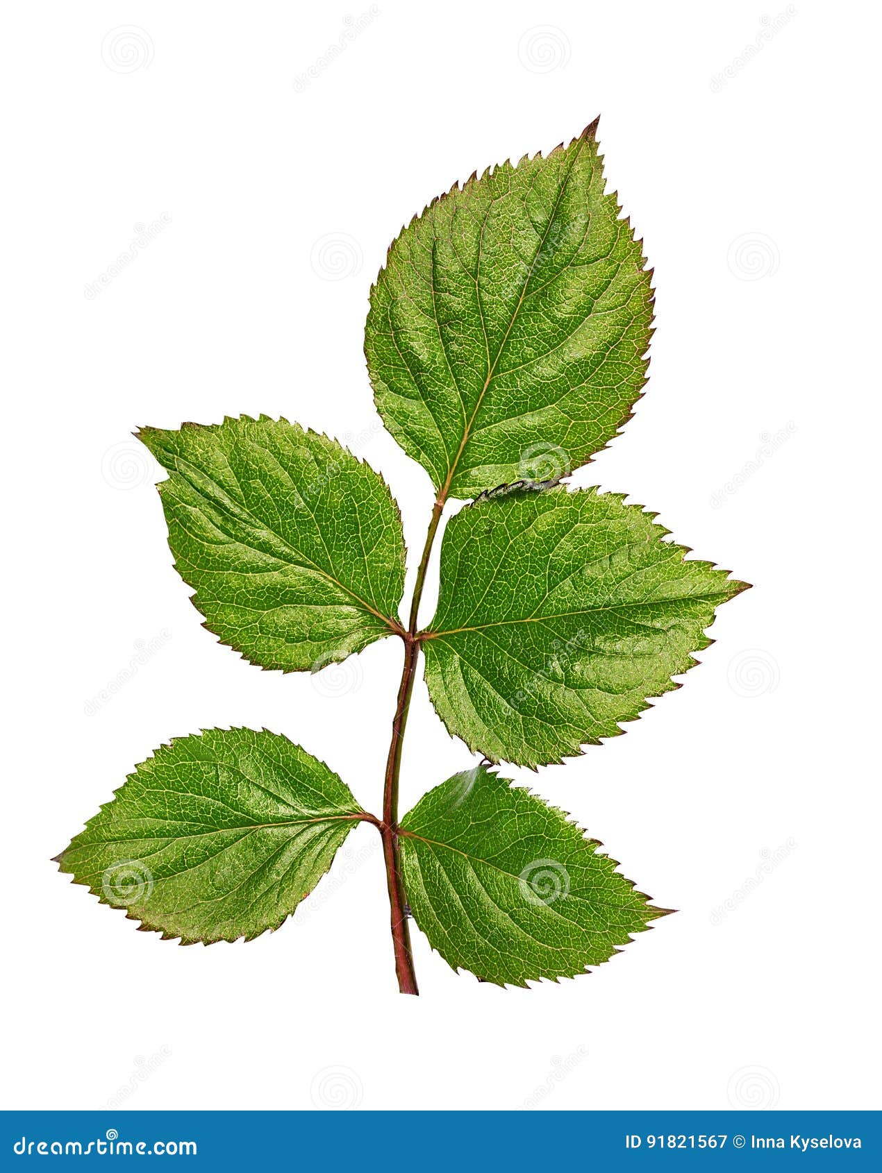 Rose Leaf Isolated on White Stock Image - Image of fresh, branch: 91821567