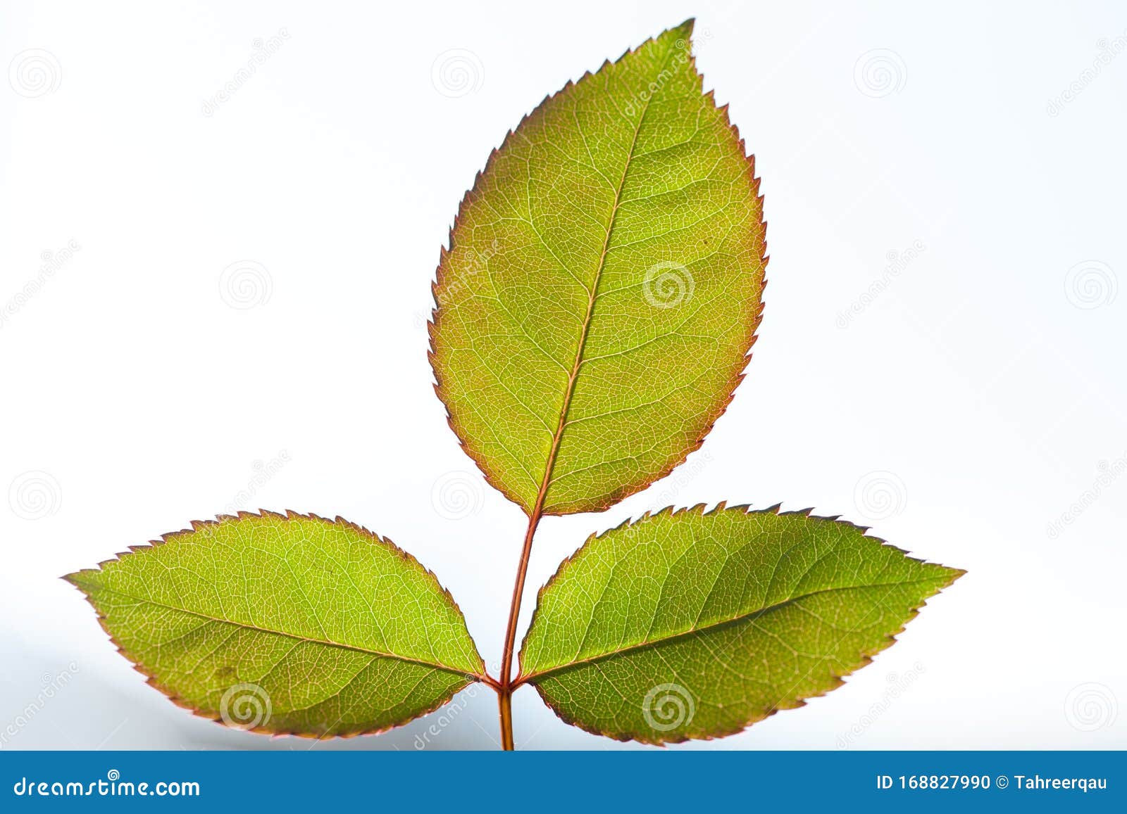 Rose Leaf stock photo. Image of veins, vein, rose, closeup - 168827990