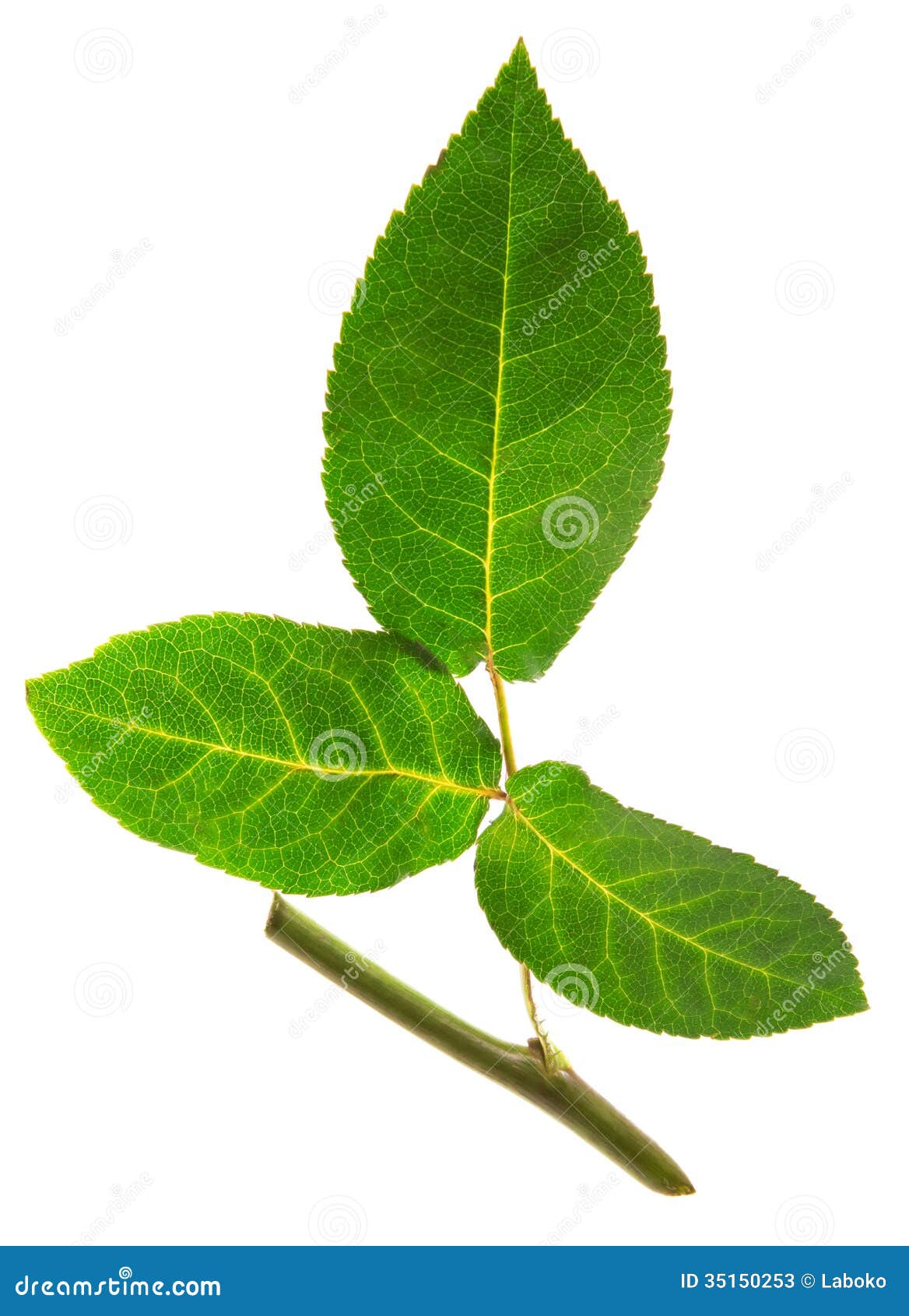 Rose leaf with stalk stock image. Image of flora, color - 35150253